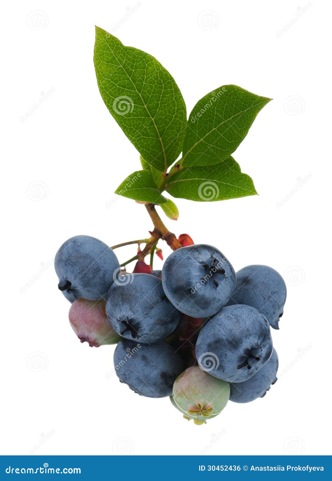 Ripe blueberries stock photo. Image of diet, background - 30452436