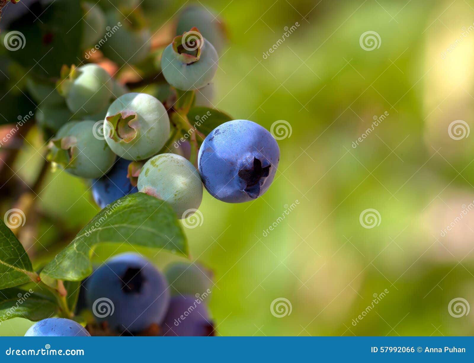 Ripe blueberry cluster stock photo. Image of fruit, ripe - 57992066