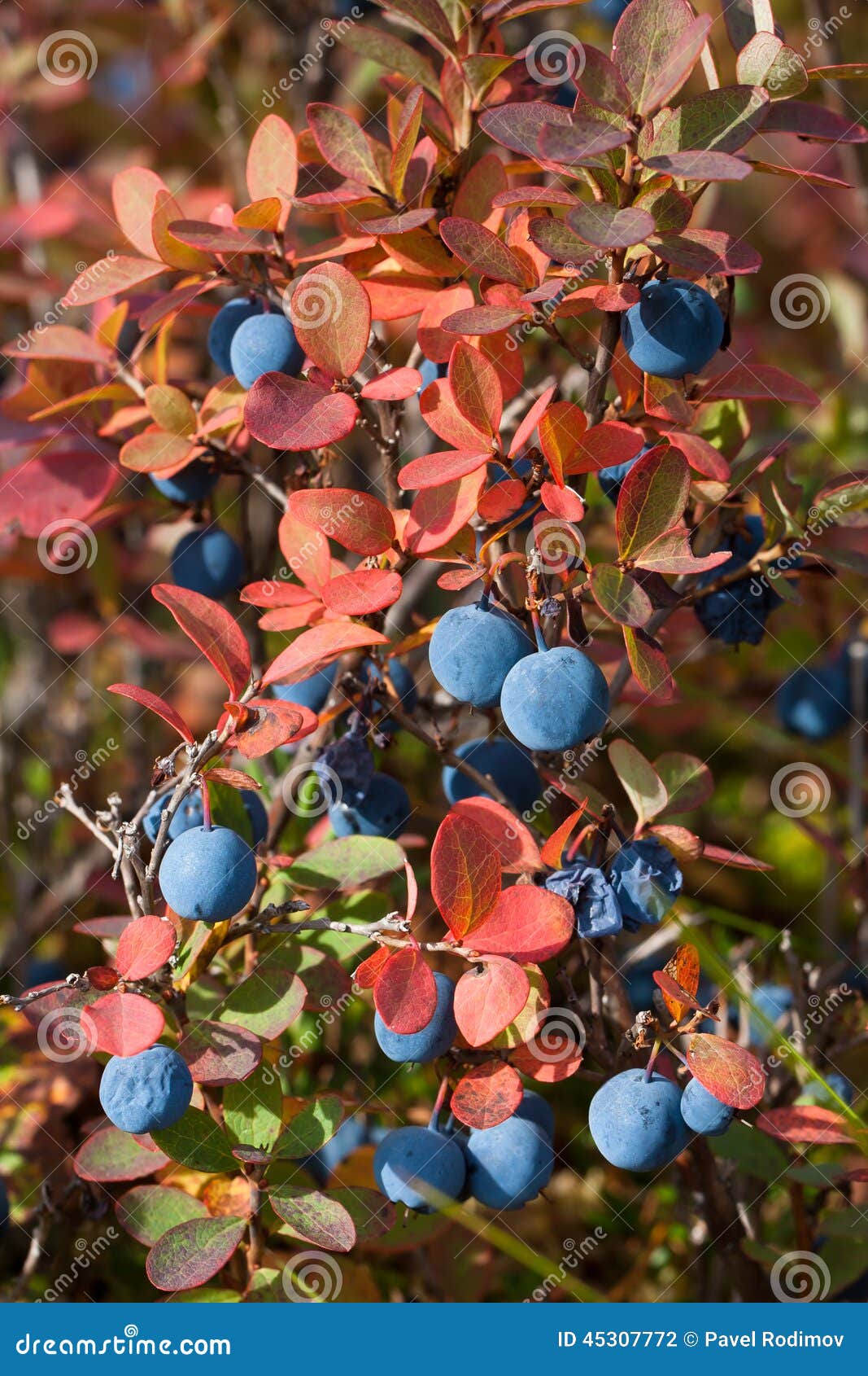 Ripe bog bilberry stock photo. Image of plant, colors - 45307772