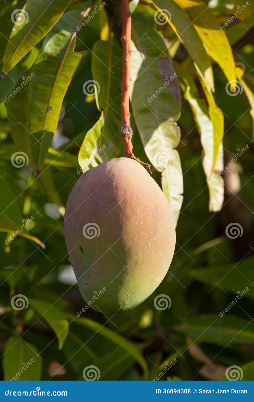 Ripe Bowen Mango Hanging from a Tree Stock Photo - Image of botany ...