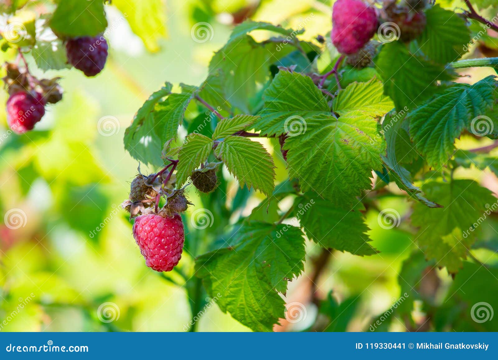 Ripe Branch of Raspberry on Bush in the Garden Stock Image - Image of ...
