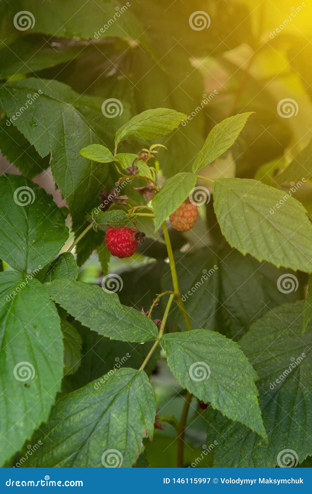 Ripe Branch of Raspberry on Bush in the Garden Stock Image - Image of ...