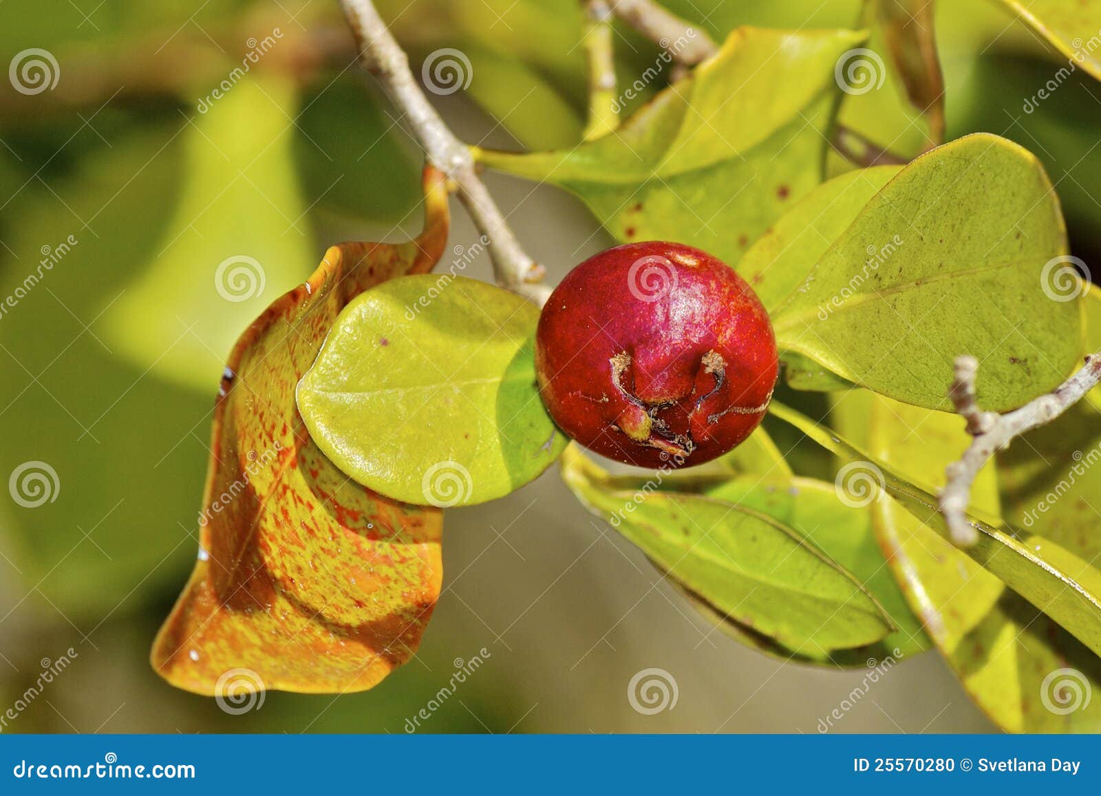 Ripe Brazilian Strawberry Guava Stock Photo - Image of sweet, fruit ...