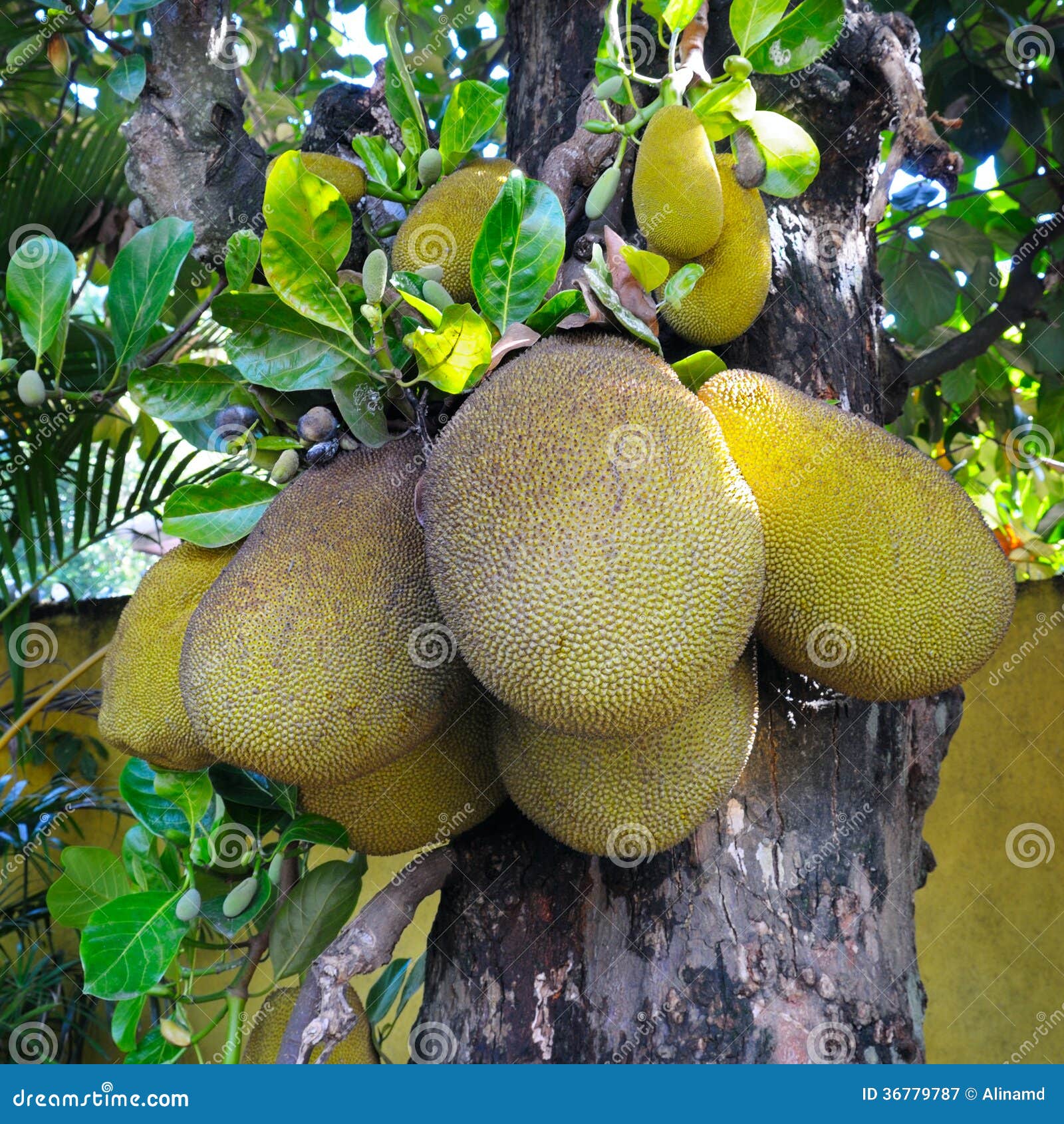 Ripe breadfruit stock image. Image of food, natural, green - 36779787