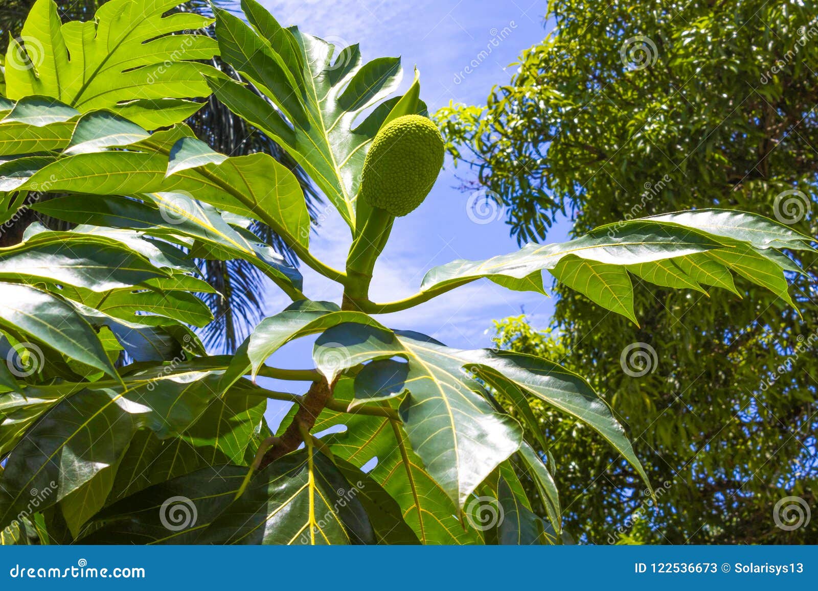 Breadfruits Tree Stock Photography | CartoonDealer.com #36580334