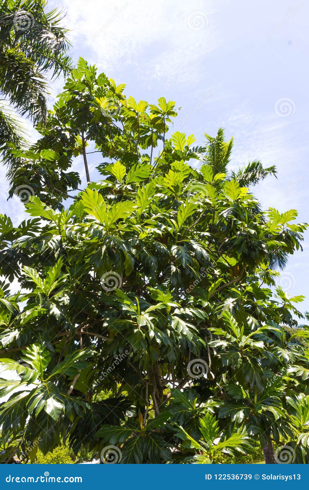 The Ripe Breadfruits Hanging at the Tree. There are Many Breadfruit ...