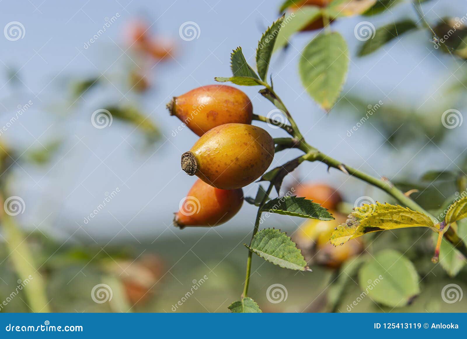 Ripe Briar Berries on a Bush Branch Stock Image - Image of branch ...