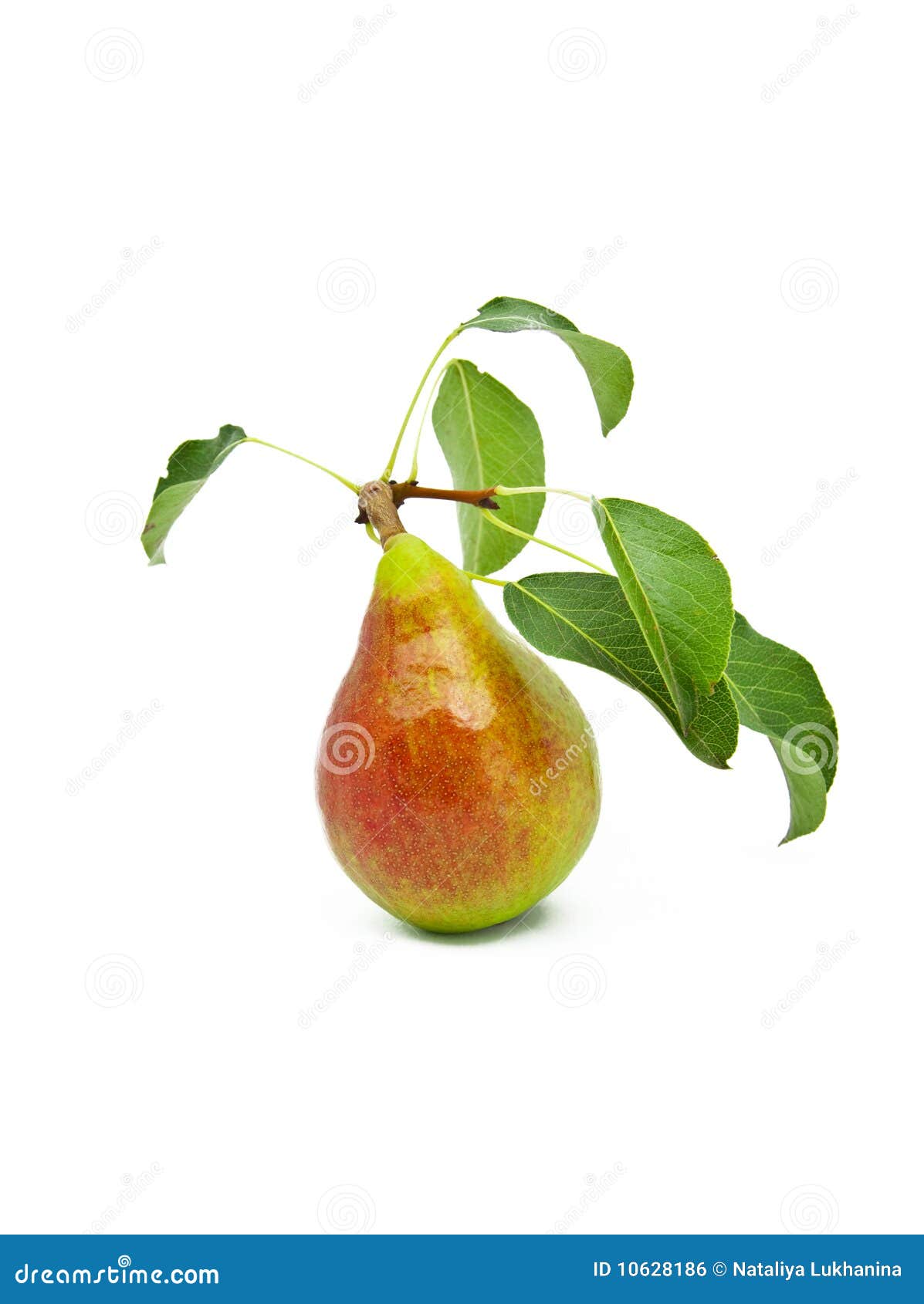 Ripe Bright Pear with Leaves Stock Photo - Image of juicy, garden: 10628186