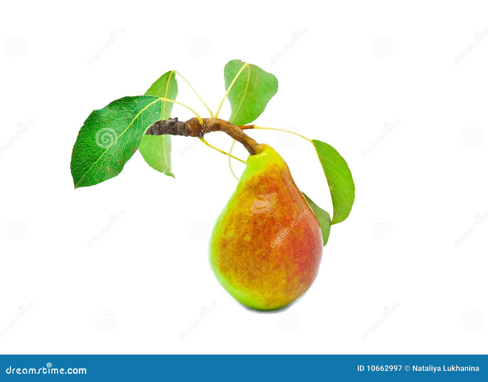 Ripe Bright Pear with Leaves Stock Image - Image of full, garden: 10662997