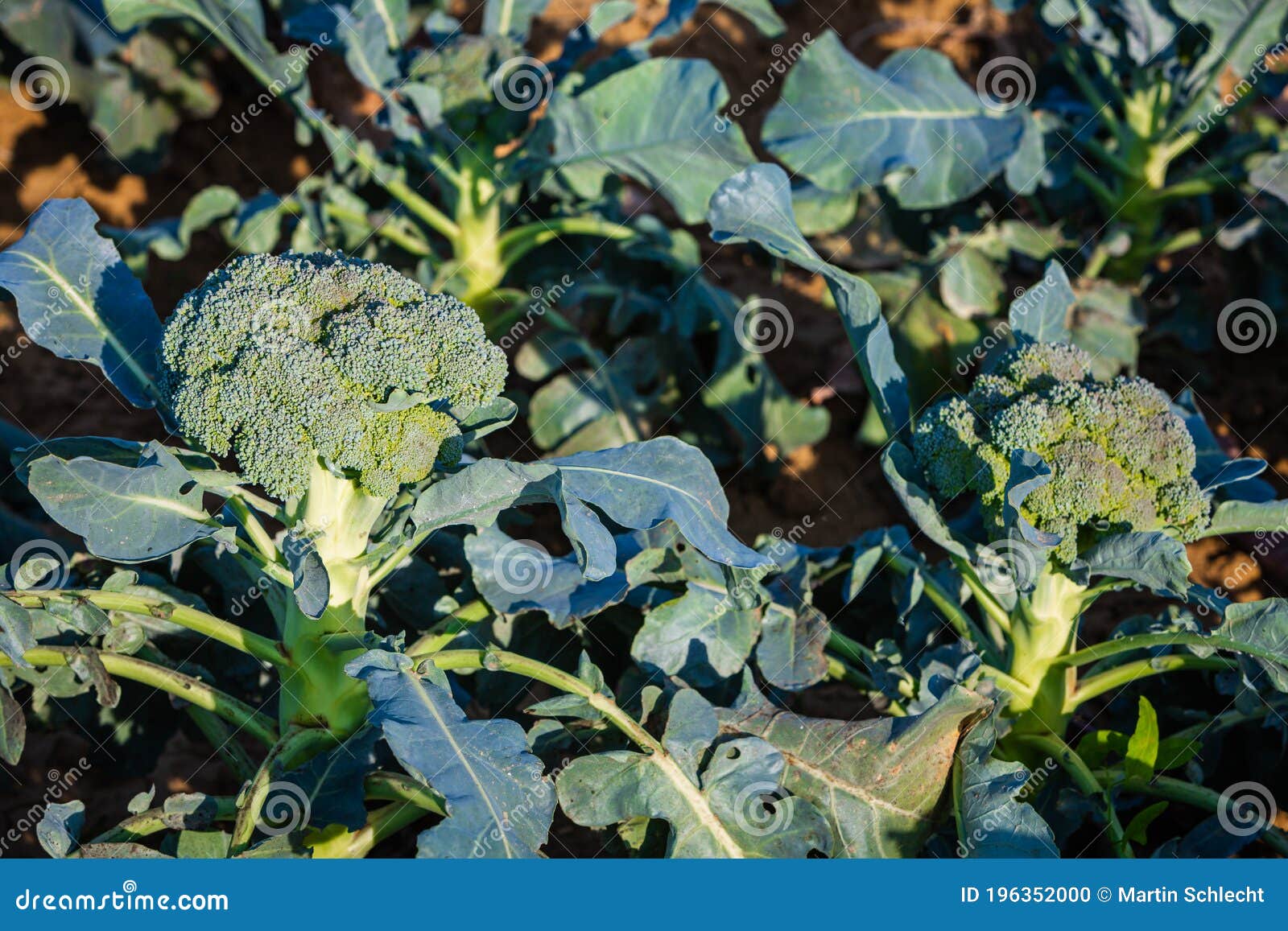 Ripe Broccoli in Production Stock Photo - Image of seasonal ...