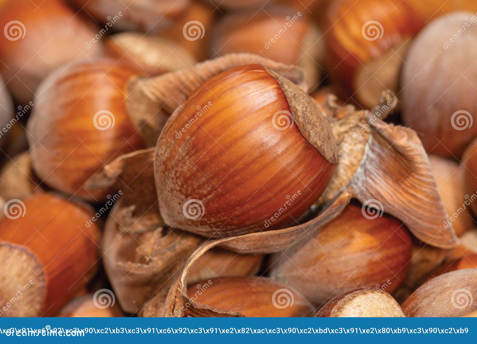 Ripe Brown Hazelnut Nuts In Shell On A Background Of Nuts Close-up ...