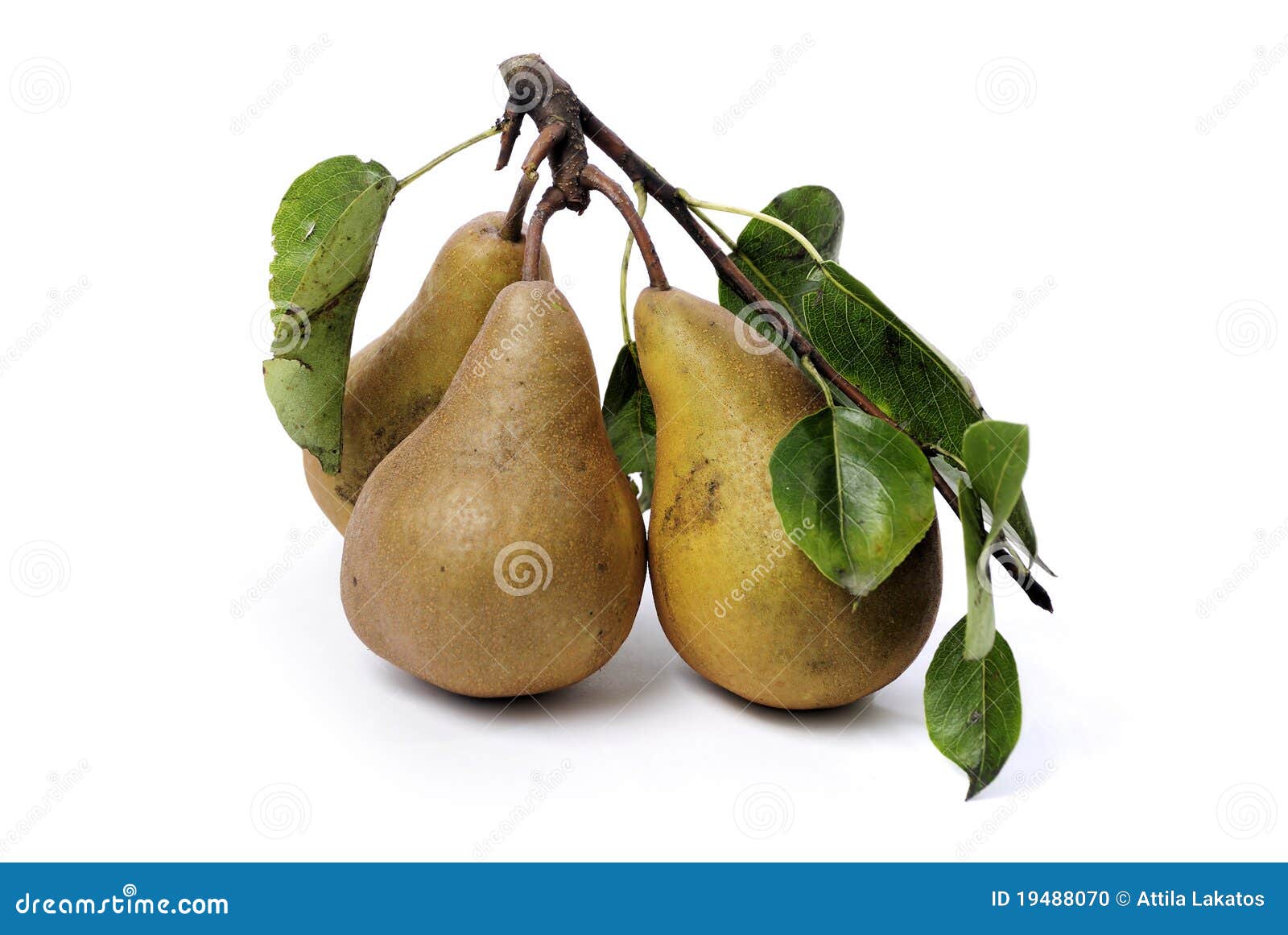 Ripe brown pears stock photo. Image of mature, calories - 19488070