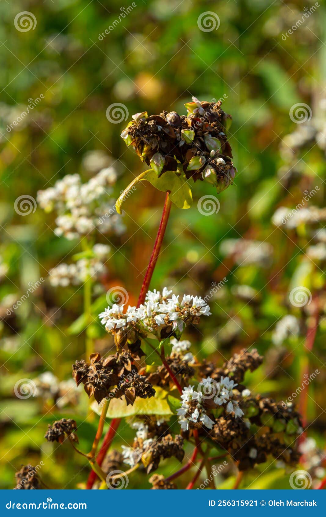 Ripe Buckwheat Plants on the Field. Selective Focus Stock Image - Image ...