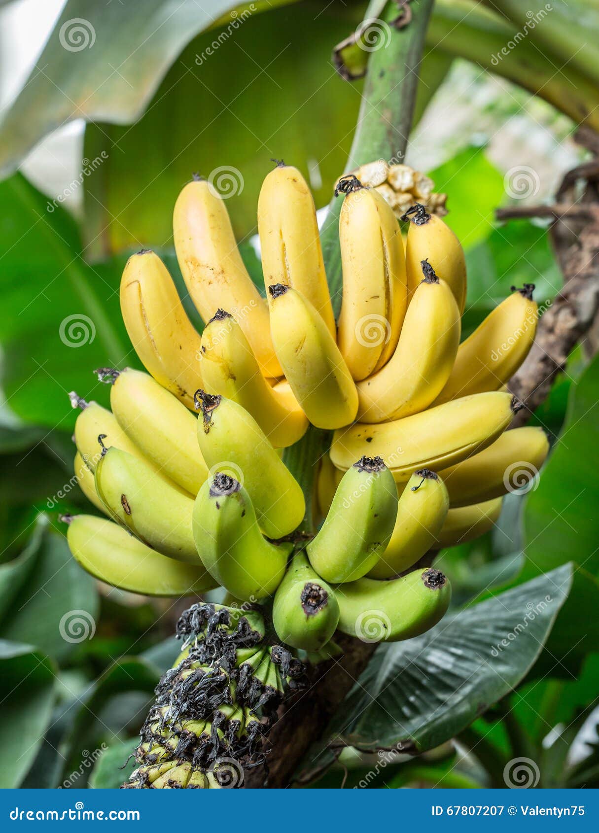 Bananas On The Palm Tree. Banana Palm Trees Egypt Royalty-Free Stock ...