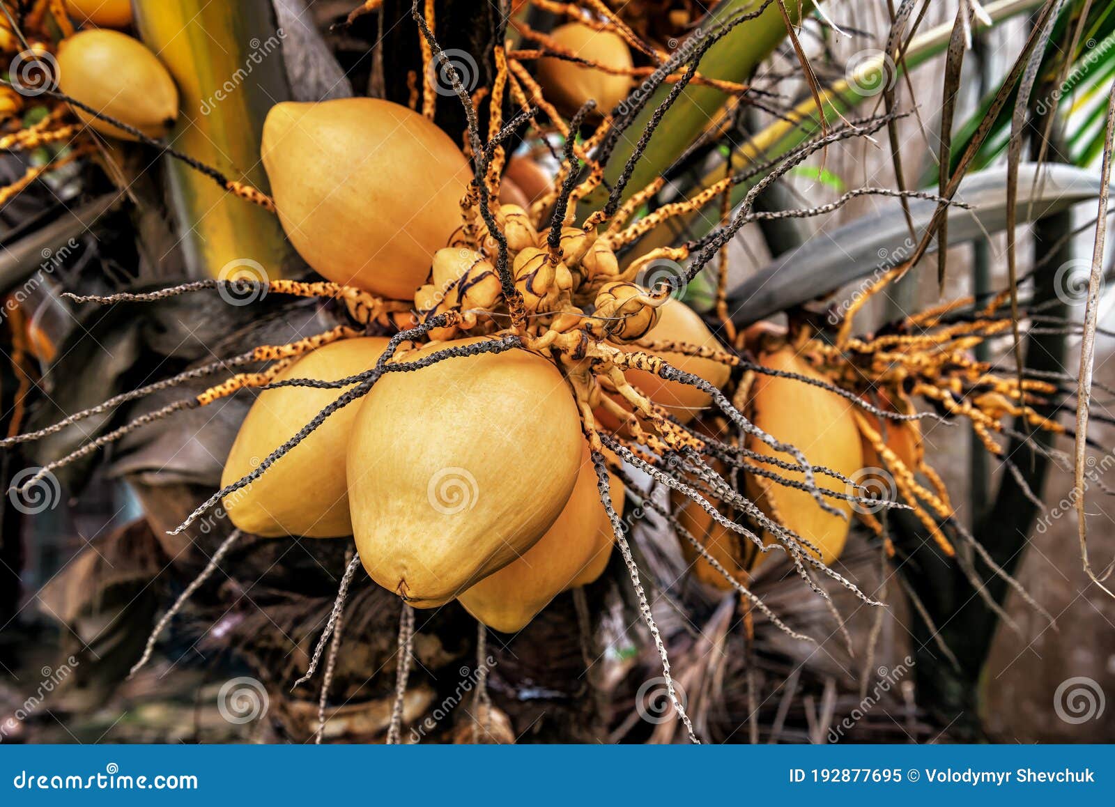 Ripe Bunch of Coconut on the Palm Stock Image - Image of nature, bundle ...