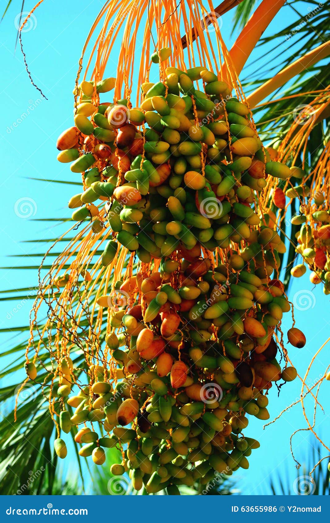 Ripe bunches of Date palm stock photo. Image of climate - 63655986
