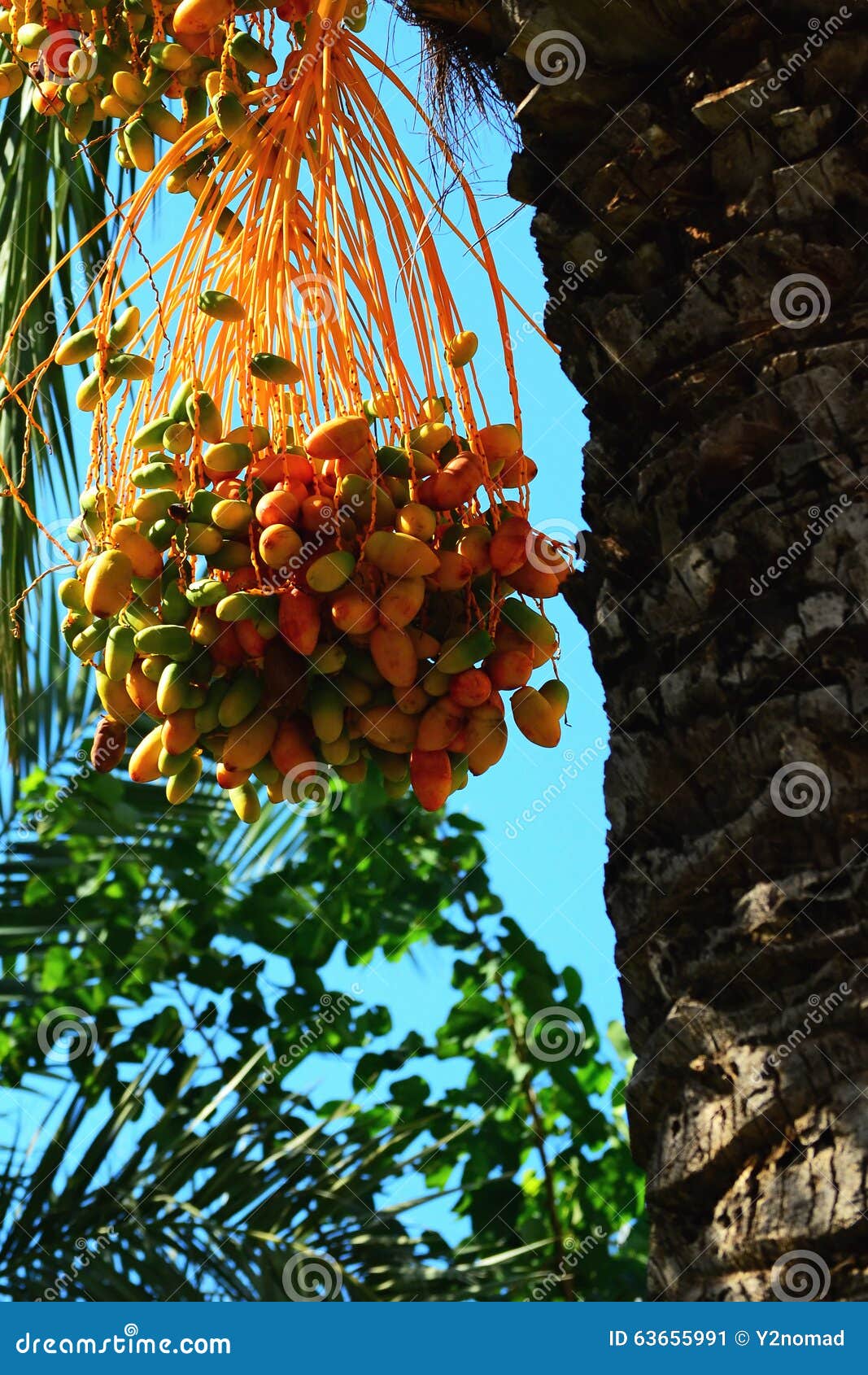 Ripe bunches of Date palm stock image. Image of agriculture - 63655991
