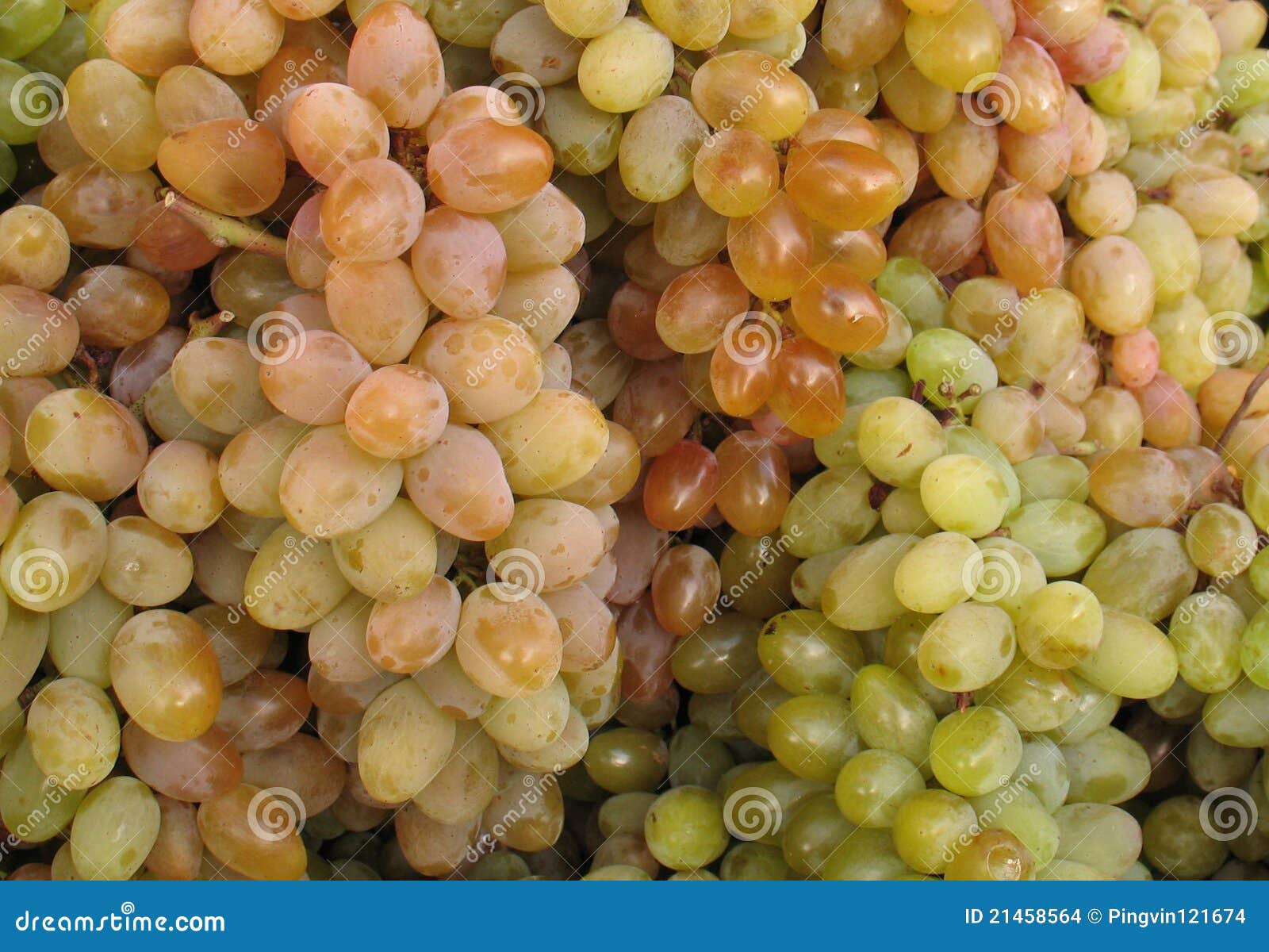 Ripe bunches of grapes stock photo. Image of juice, growth - 21458564