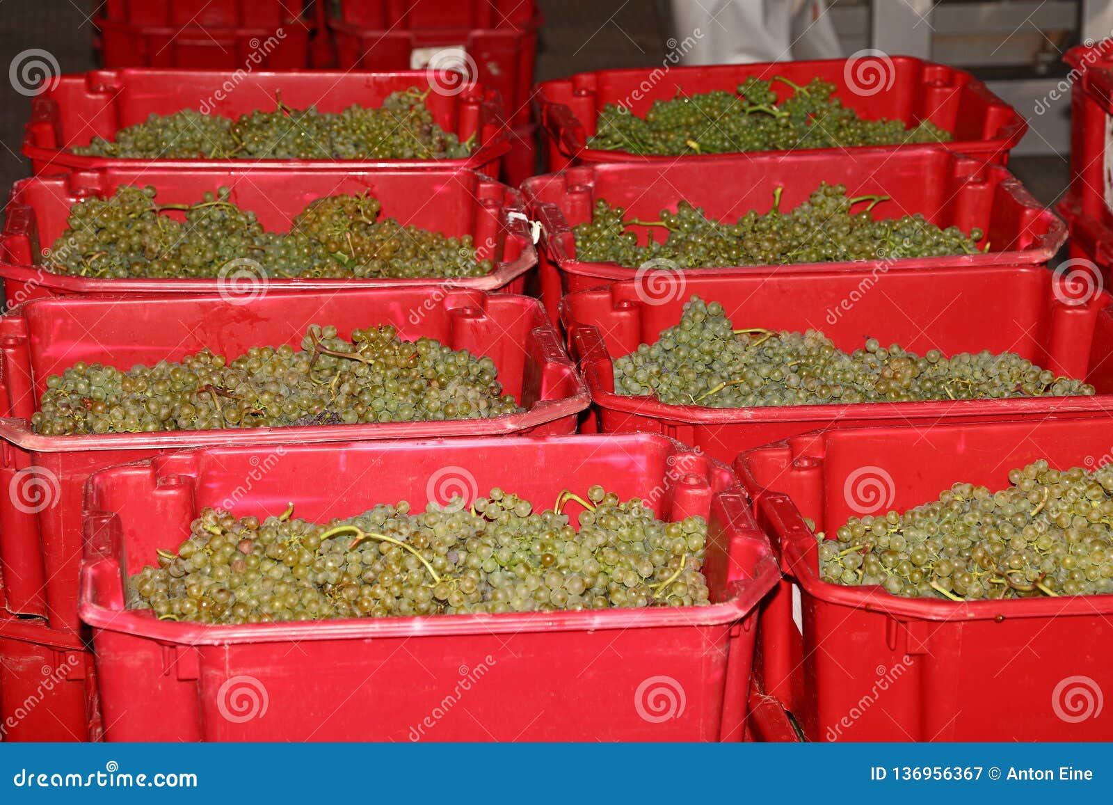 Ripe Bunches of White Grape in Red Plastic Boxes Stock Image - Image of ...