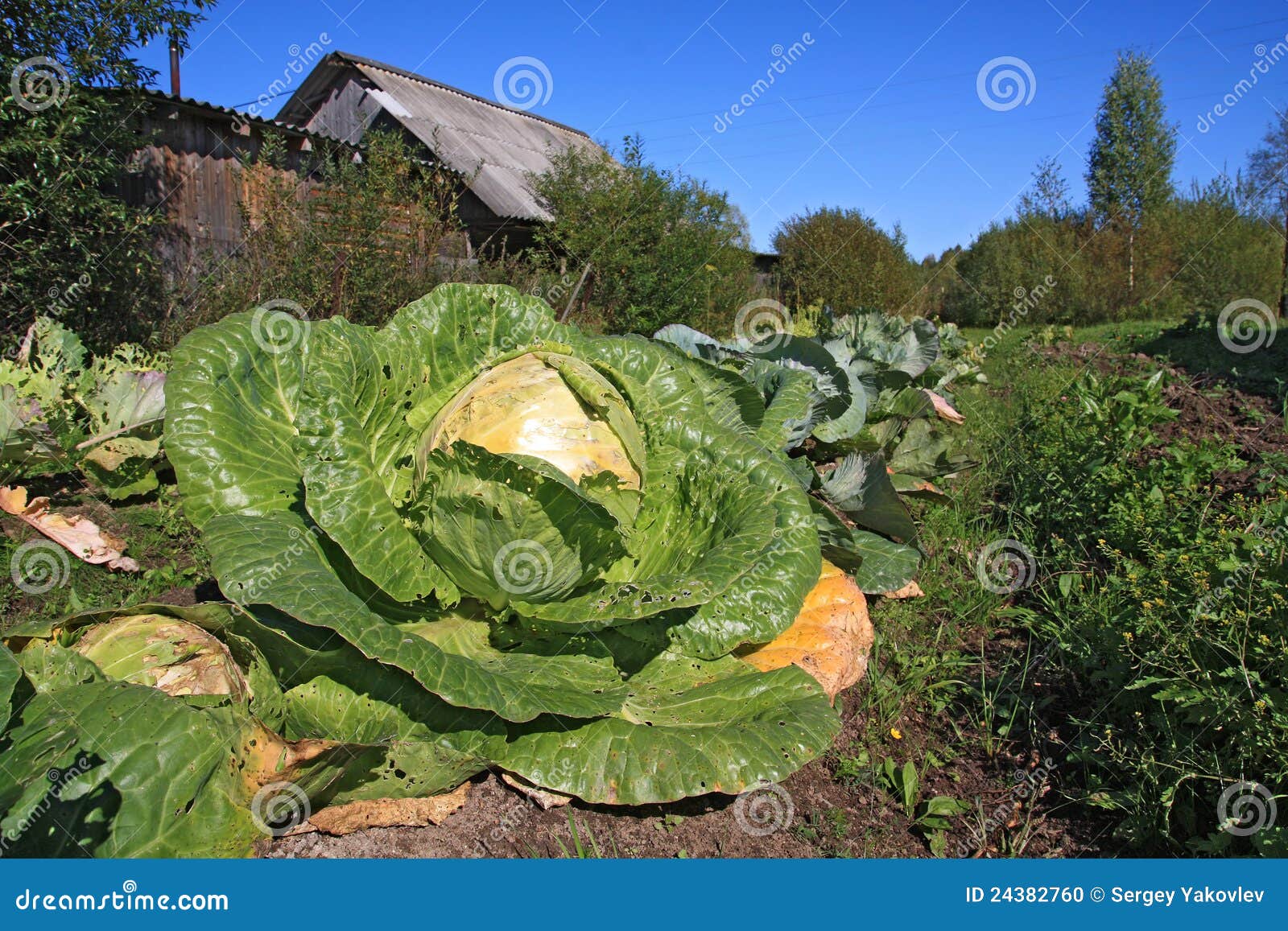 Ripe cabbage stock photo. Image of bright, leafy, drink - 24382760