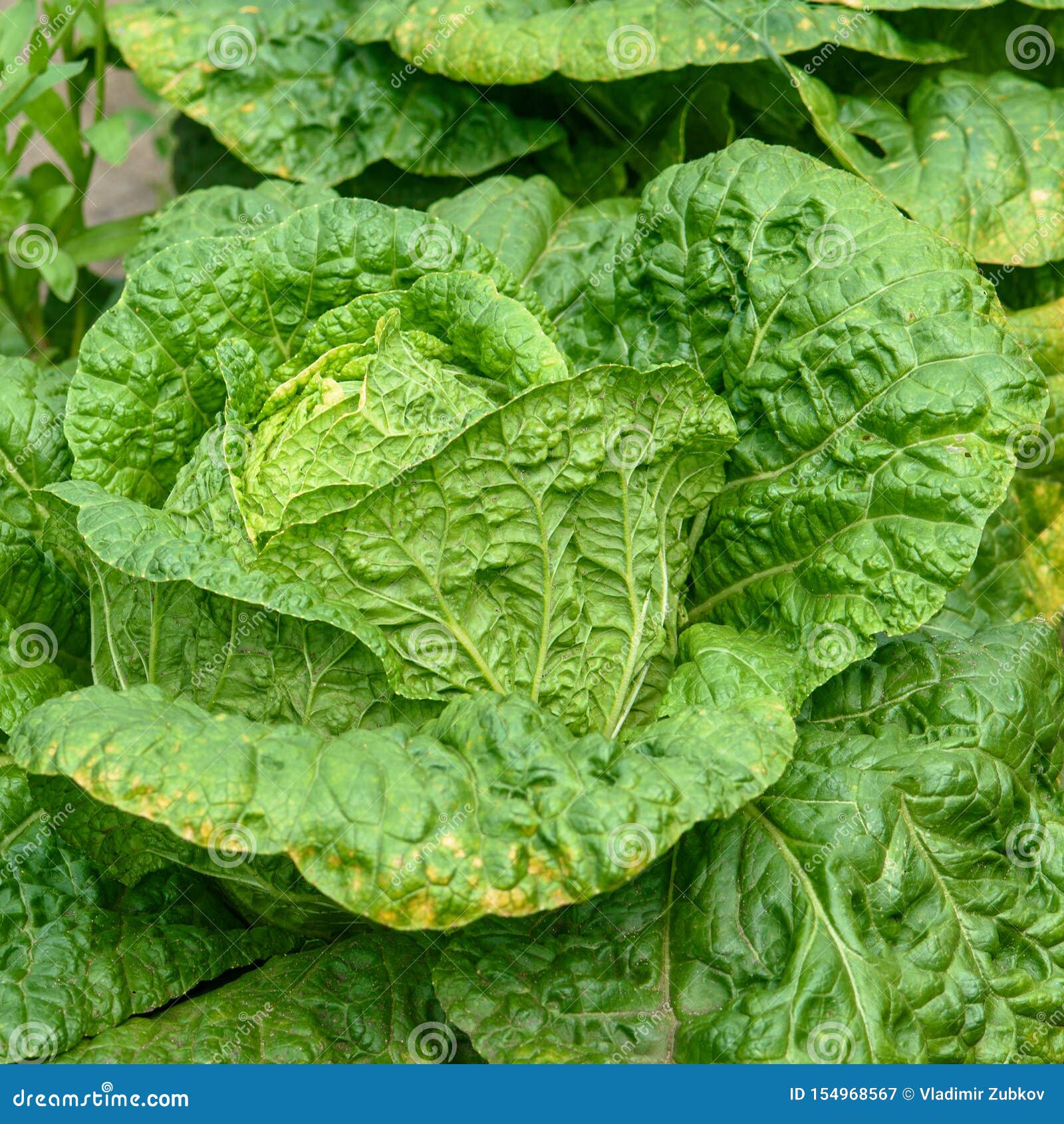 Ripe cabbage in the garden stock image. Image of field - 154968567