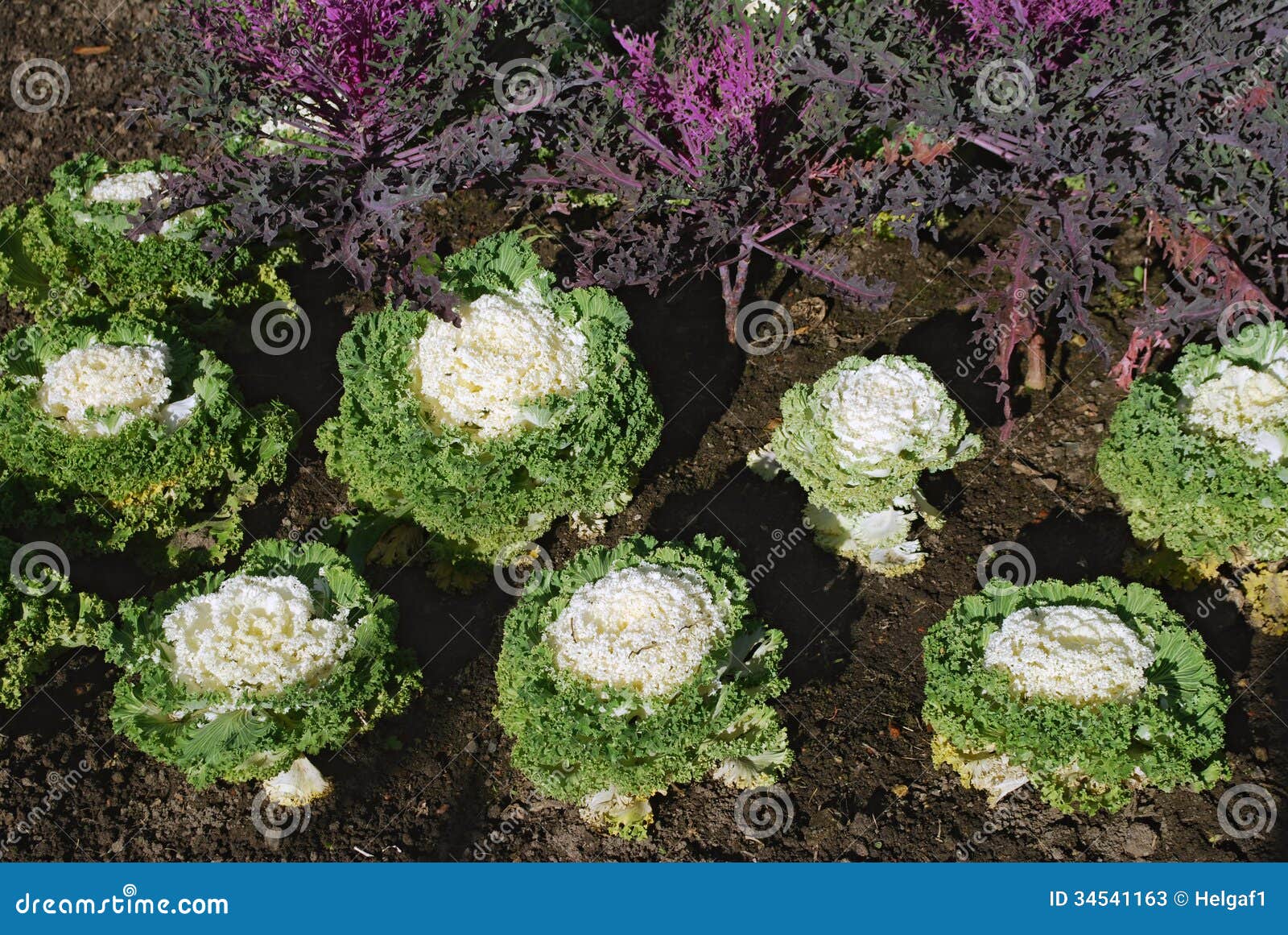 Ripe cabbage stock image. Image of curly, full, biology - 34541163
