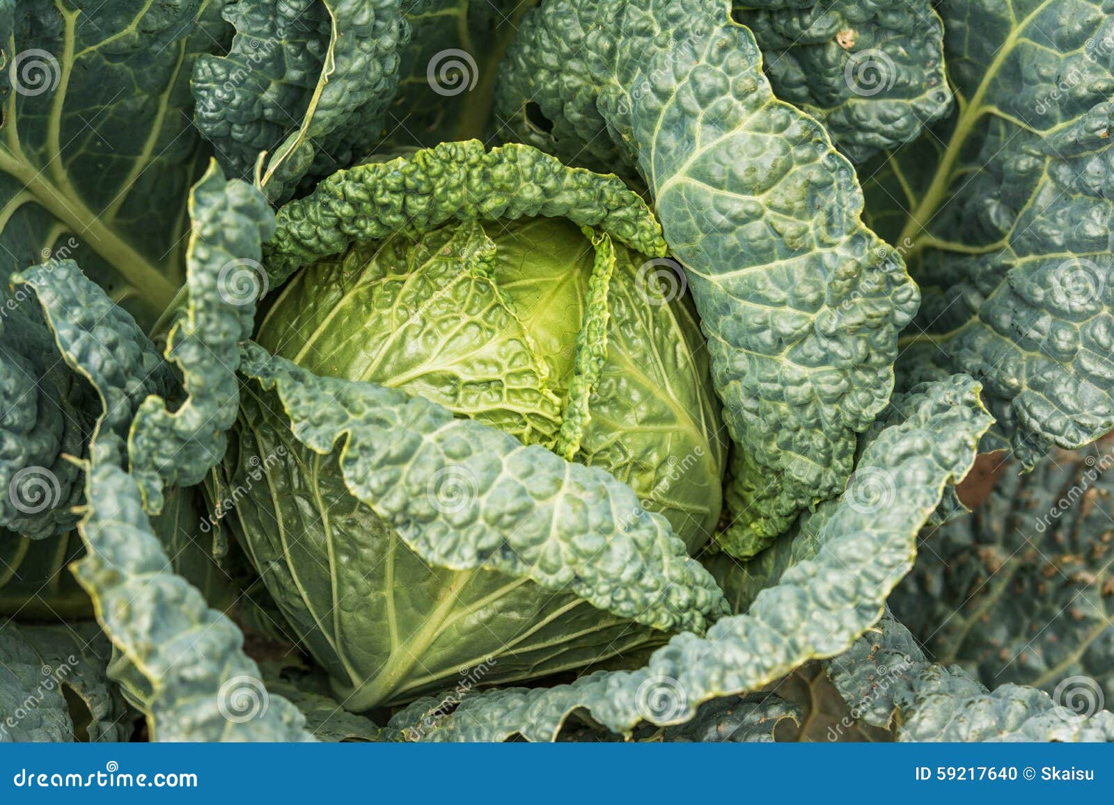 Ripe cabbage in the garden stock photo. Image of healthy - 59217640