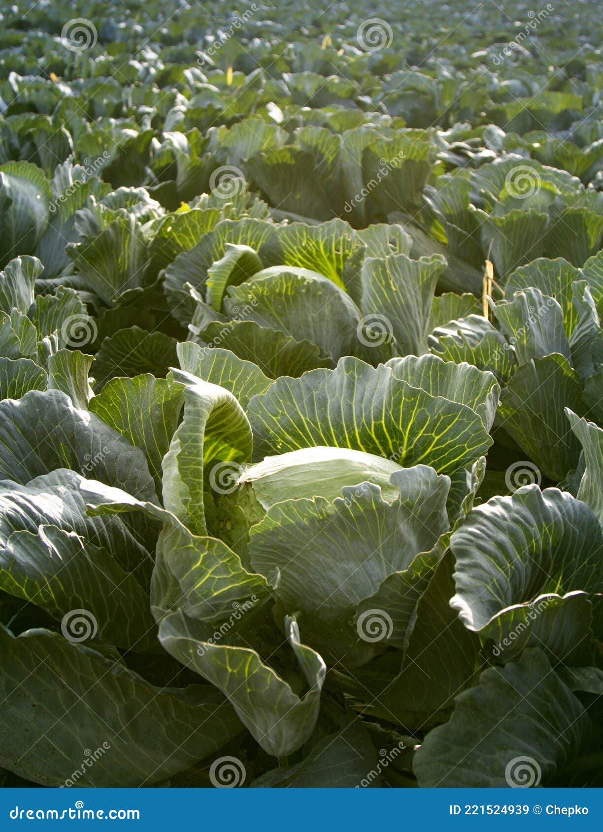Cabbage Plantations Grow In The Field. Fresh, Organic Vegetables ...