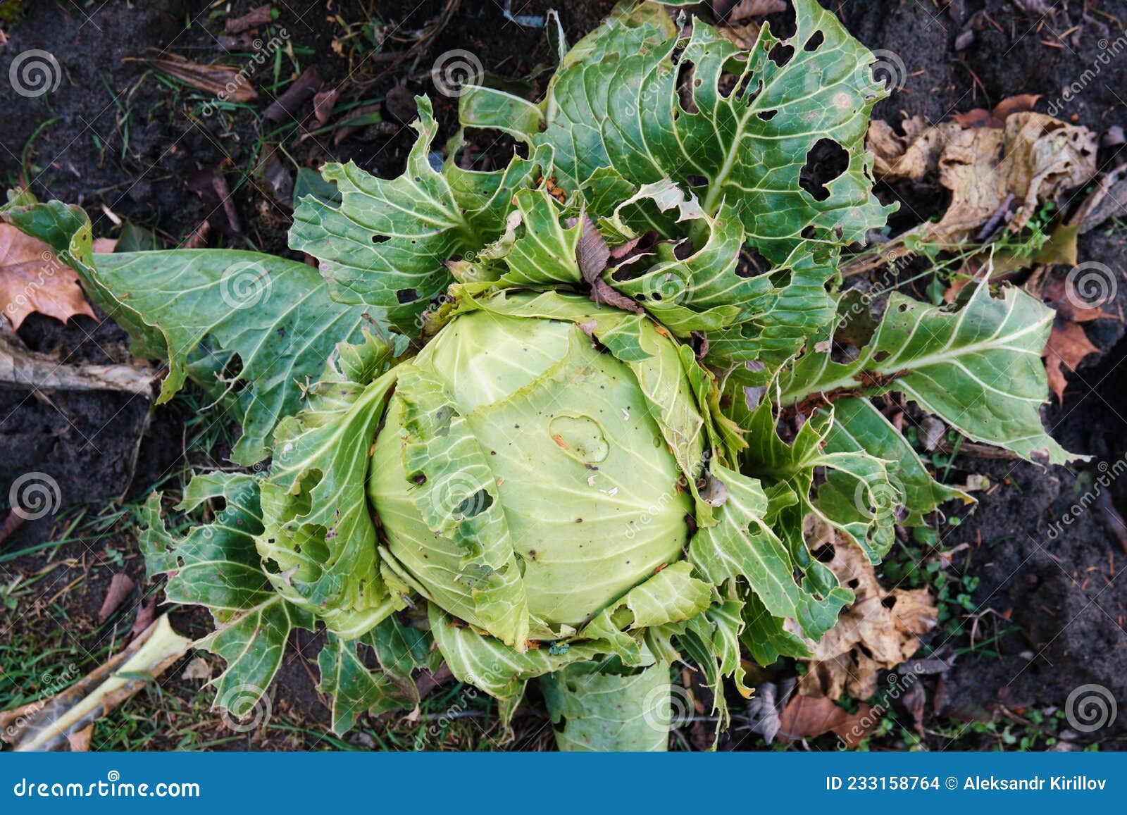 Ripe Cabbage Spoiled by Insects. Home Farming Stock Photo - Image of ...
