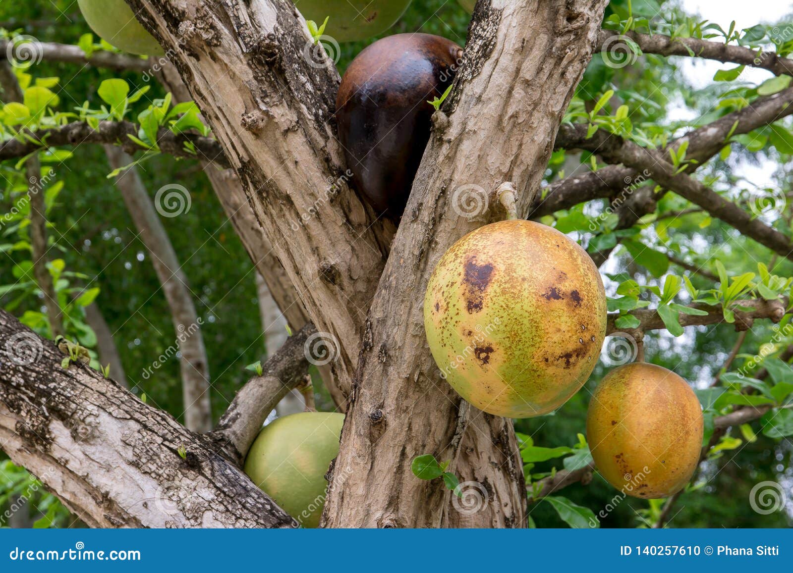 Ripe Calabash Tree in the Park, Crescentia Cujete Stock Photo - Image ...