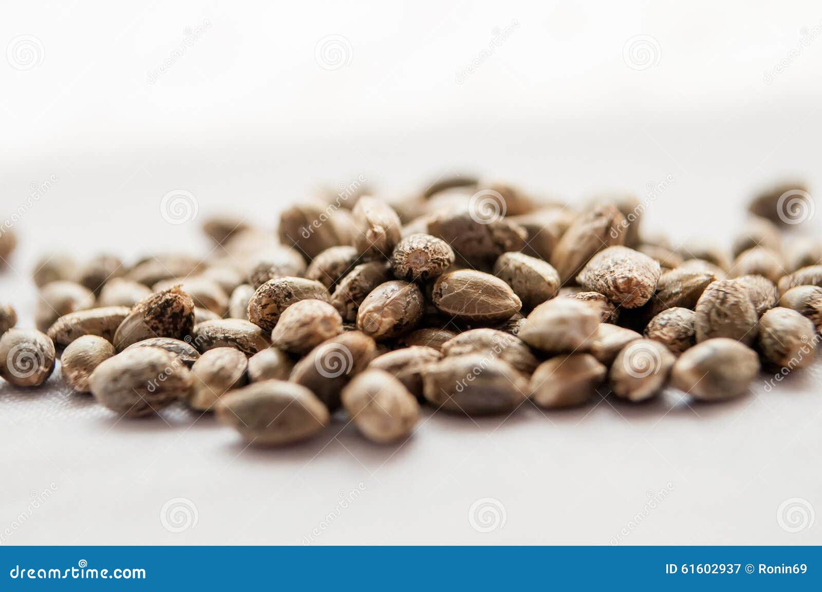 Ripe cannabis seeds stock image. Image of full, food - 61602937