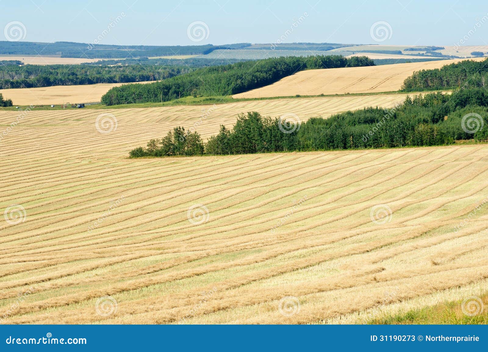 Ripe canola fields in fall stock image. Image of grass - 31190273