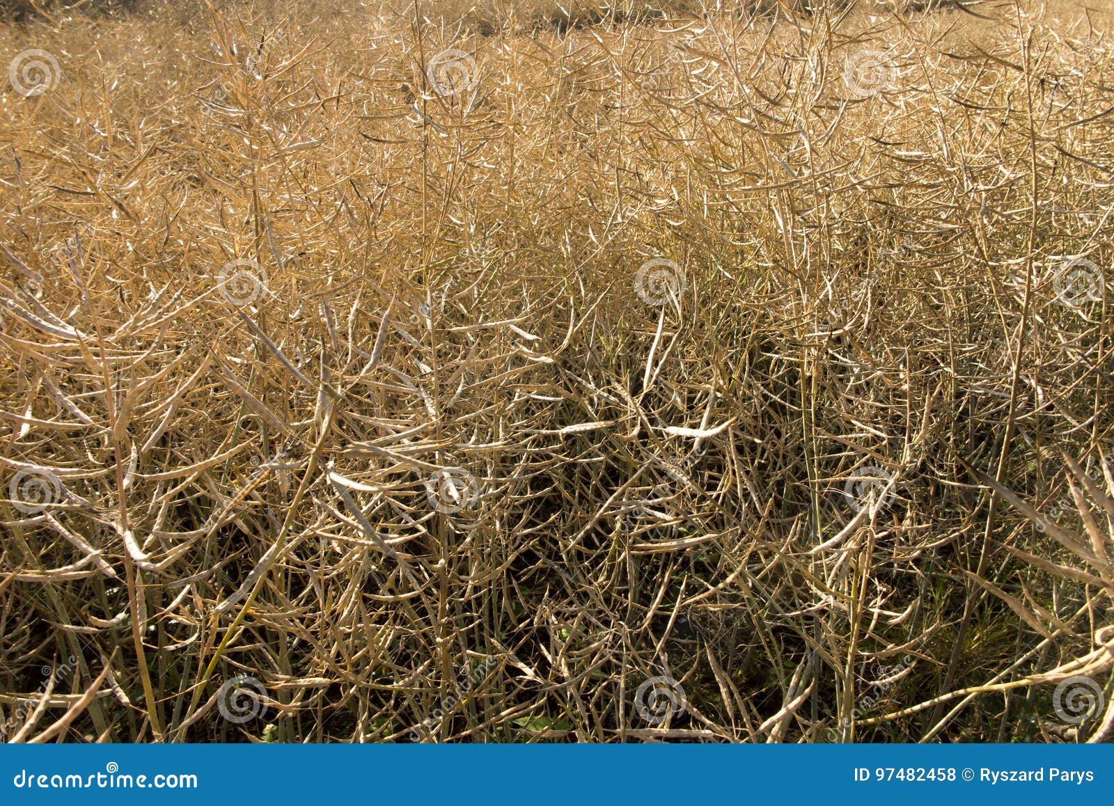 Ripe Canola Growing on the Field Stock Photo - Image of grain ...