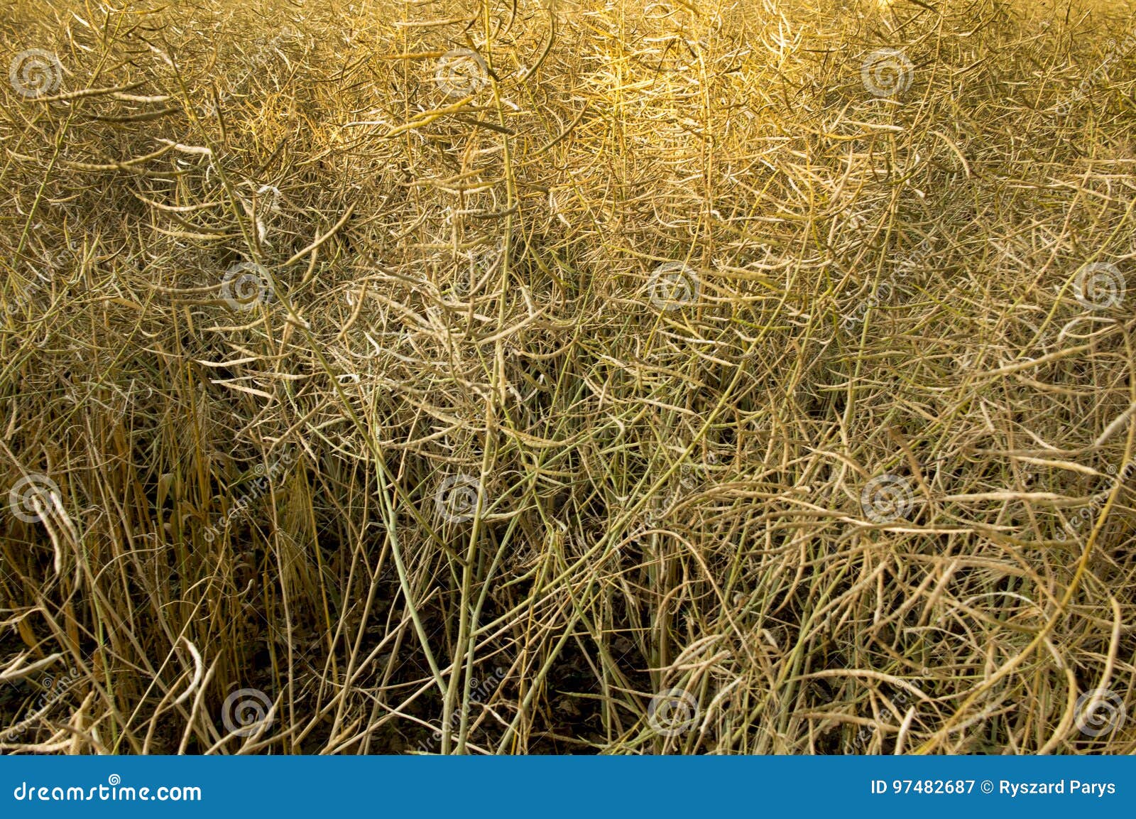 Ripe Canola Growing on the Field Stock Image - Image of cereal, farming ...