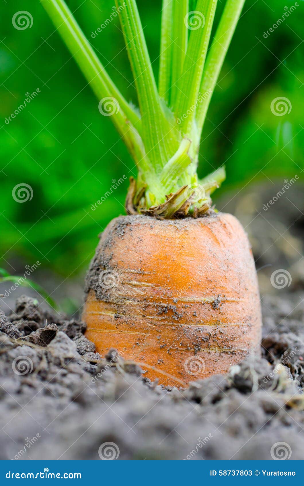 Ripe carrots stock image. Image of farm, vegetable, garden - 58737803