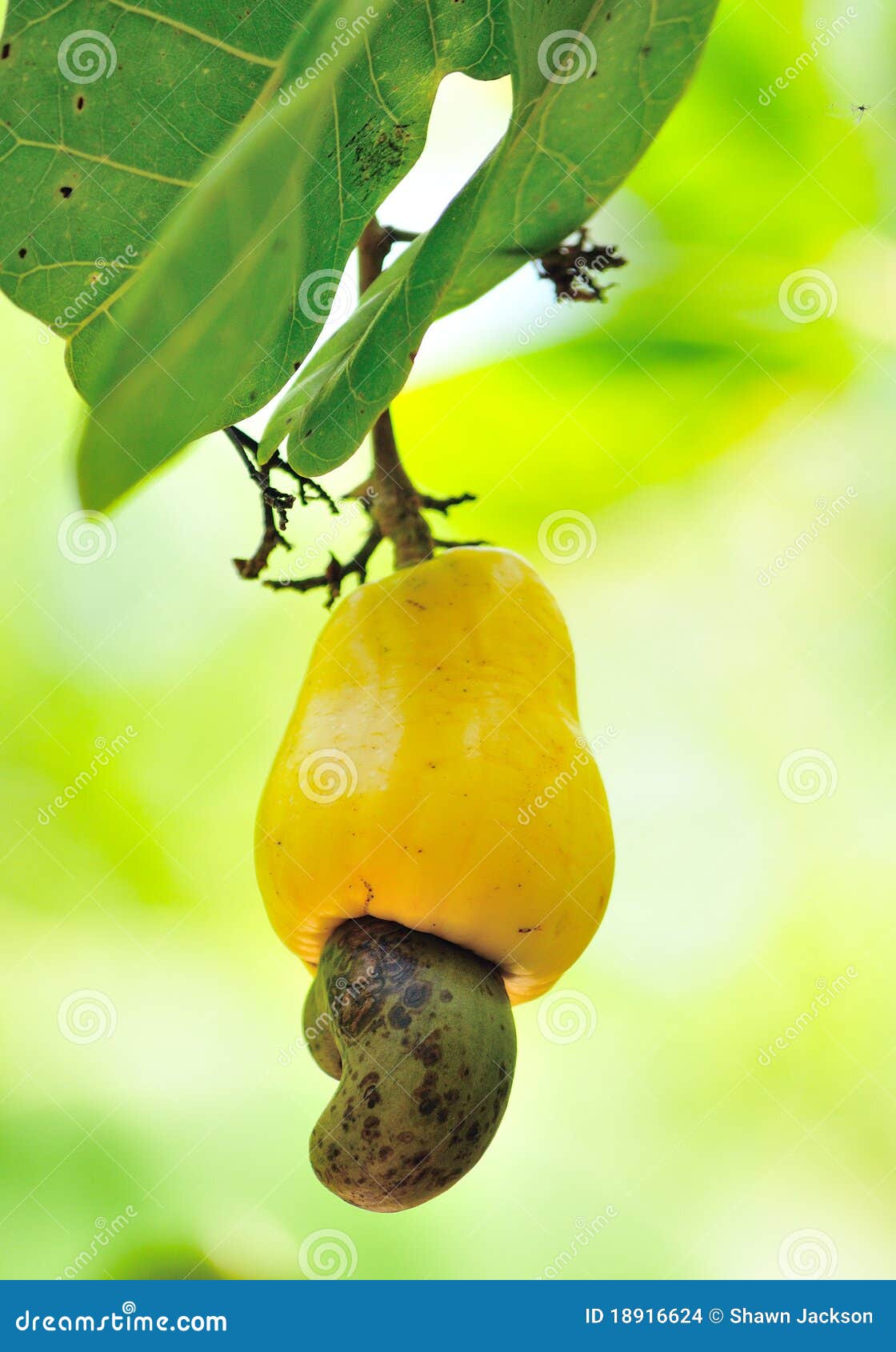 Ripe cashew fruit stock photo. Image of details, fruit - 18916624