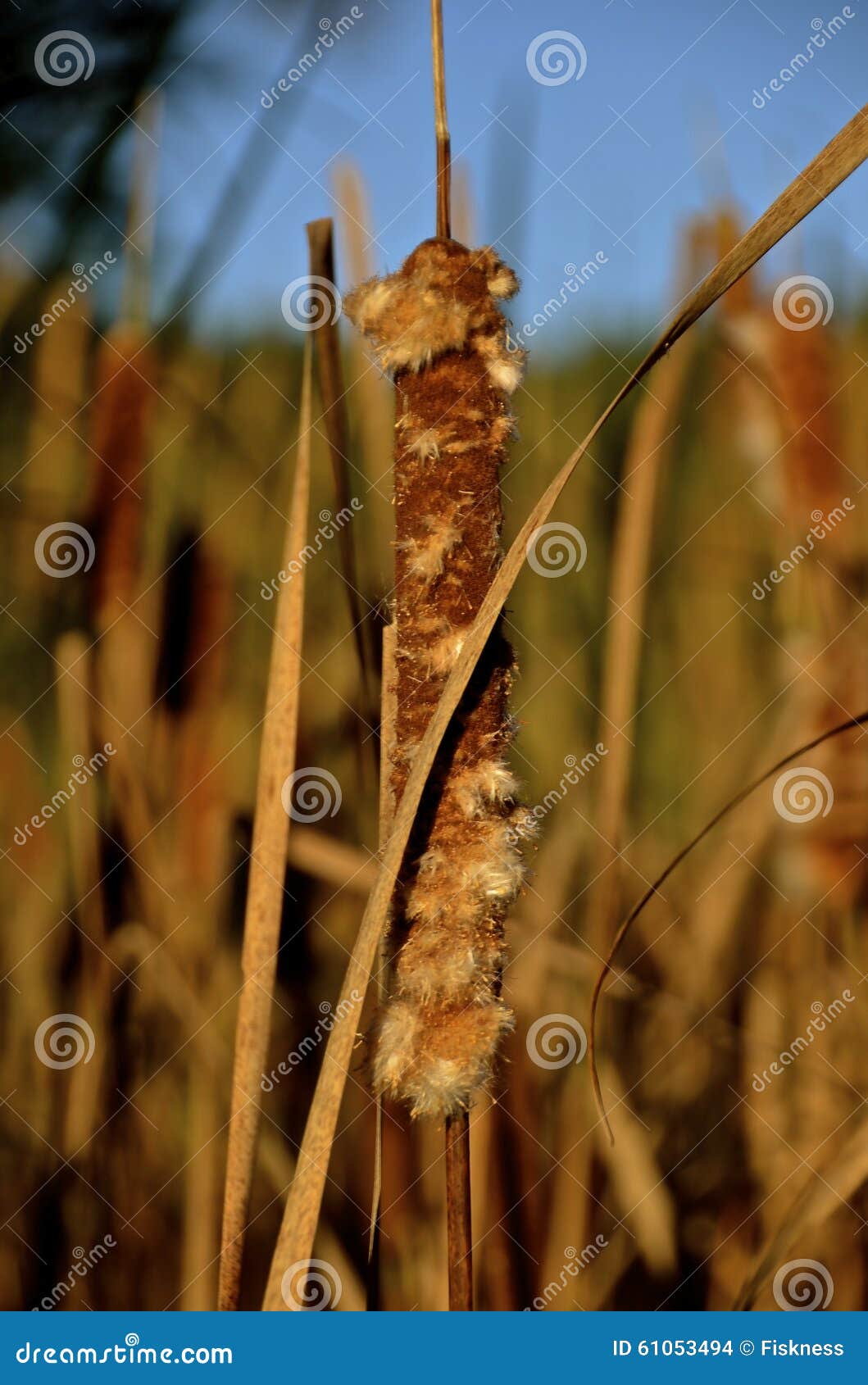 Ripe Cattail Ready To Explode Stock Photo - Image of ripe, tail: 61053494