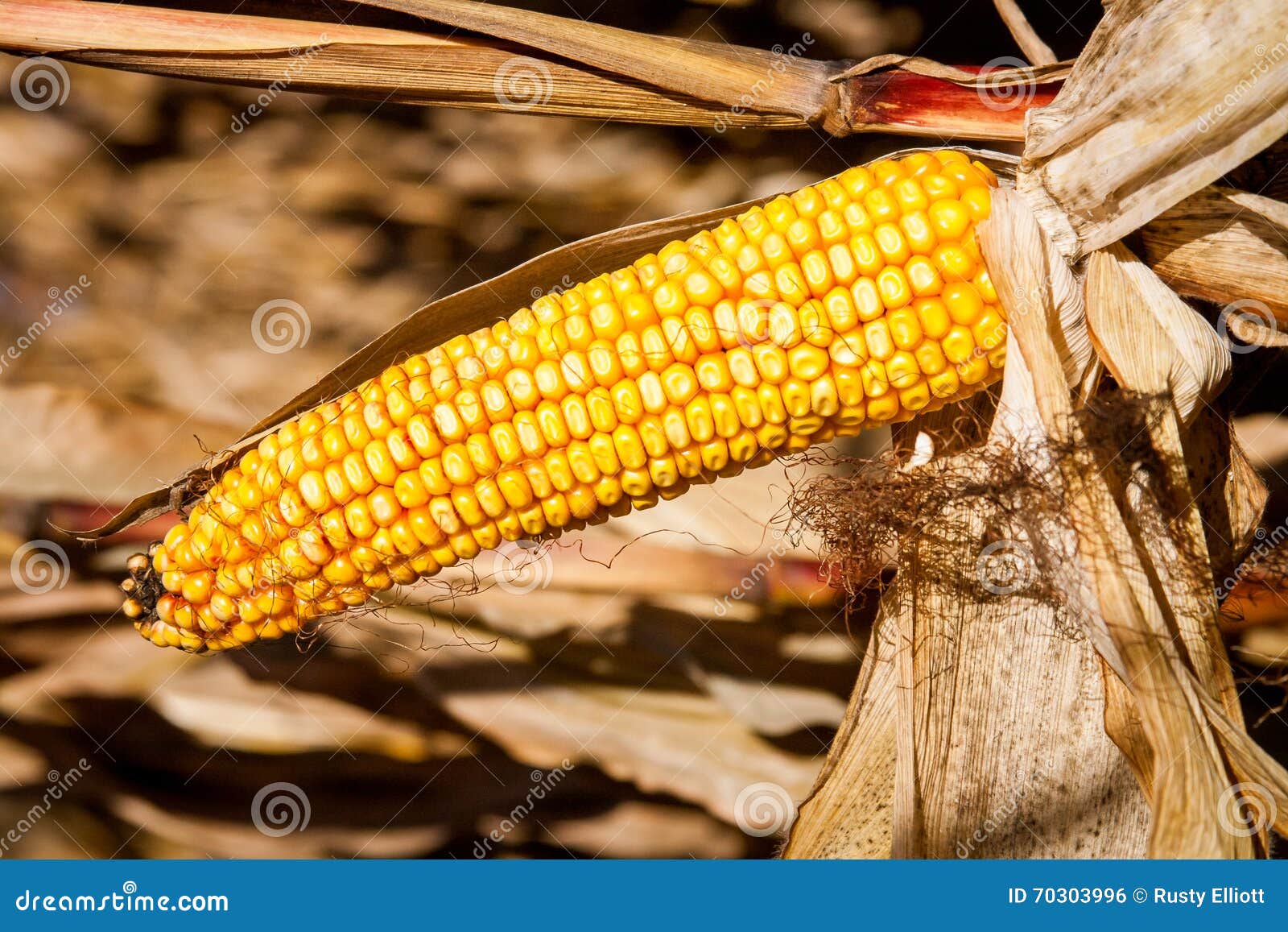 Ripe cattle corn stock photo. Image of field, natural - 70303996