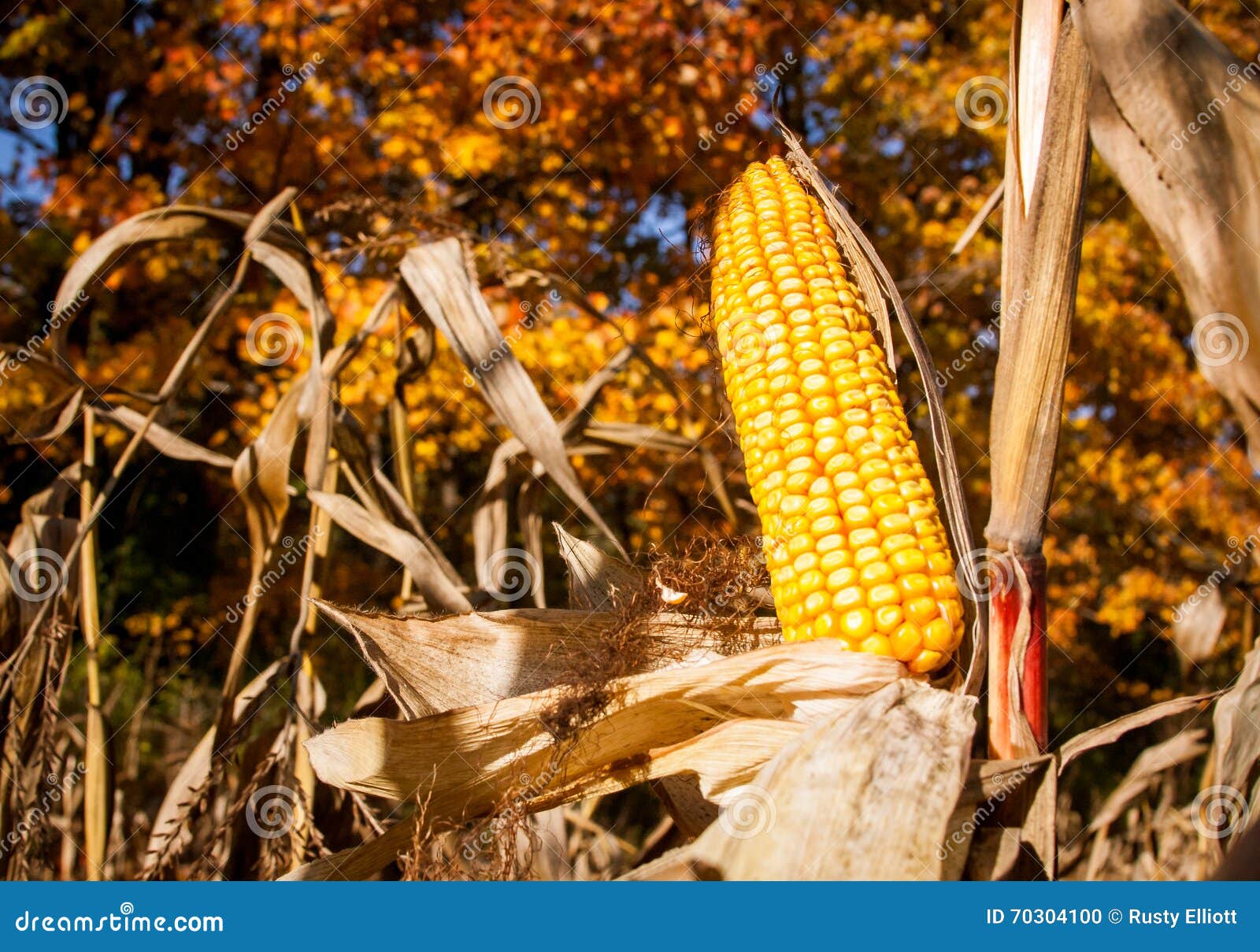 Ripe cattle corn stock photo. Image of agricultural, natural - 70304100