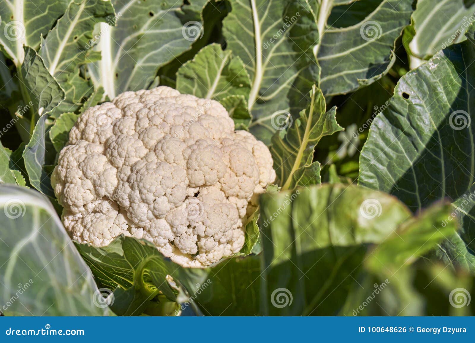 Ripe Cauliflower Growing on Garden Bed Stock Photo - Image of leaf ...