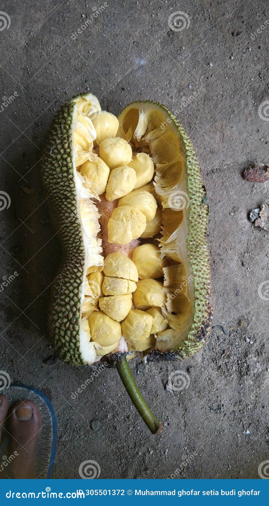 Cempedak Fruit Royalty-Free Stock Photography | CartoonDealer.com ...