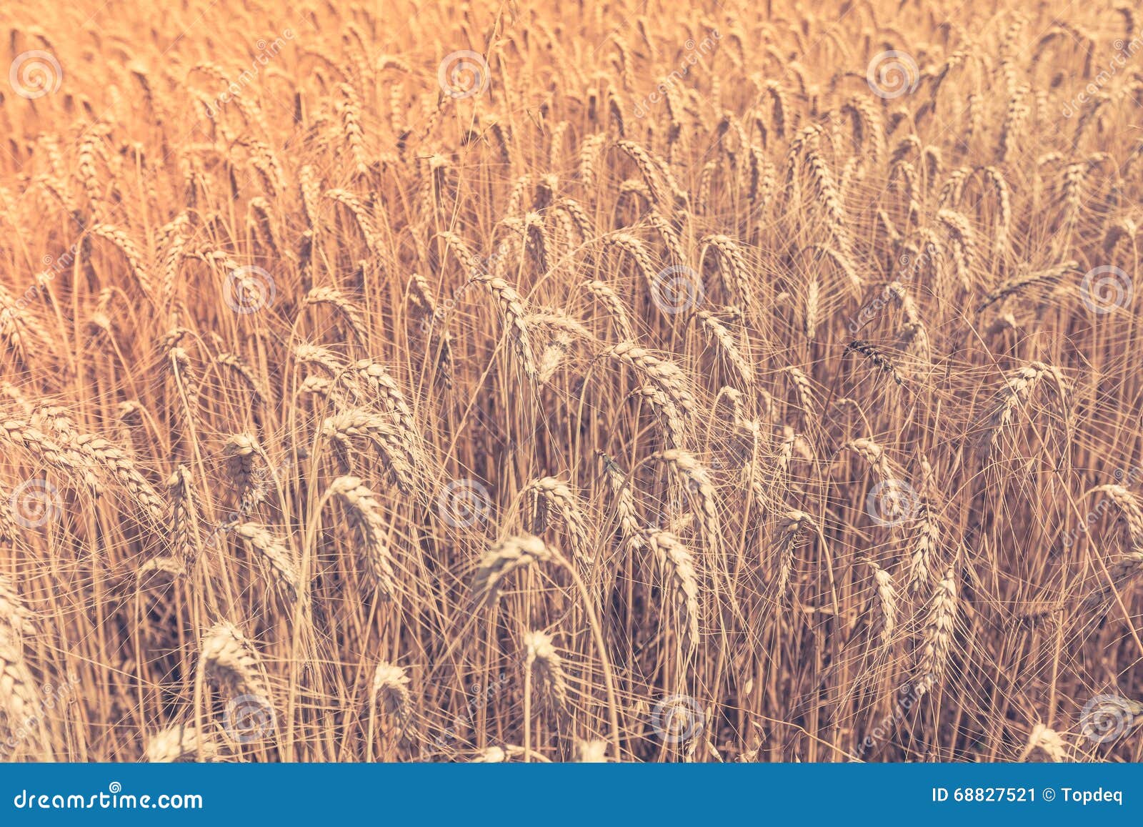 Ripe Cereal field stock image. Image of countryside, natural - 68827521