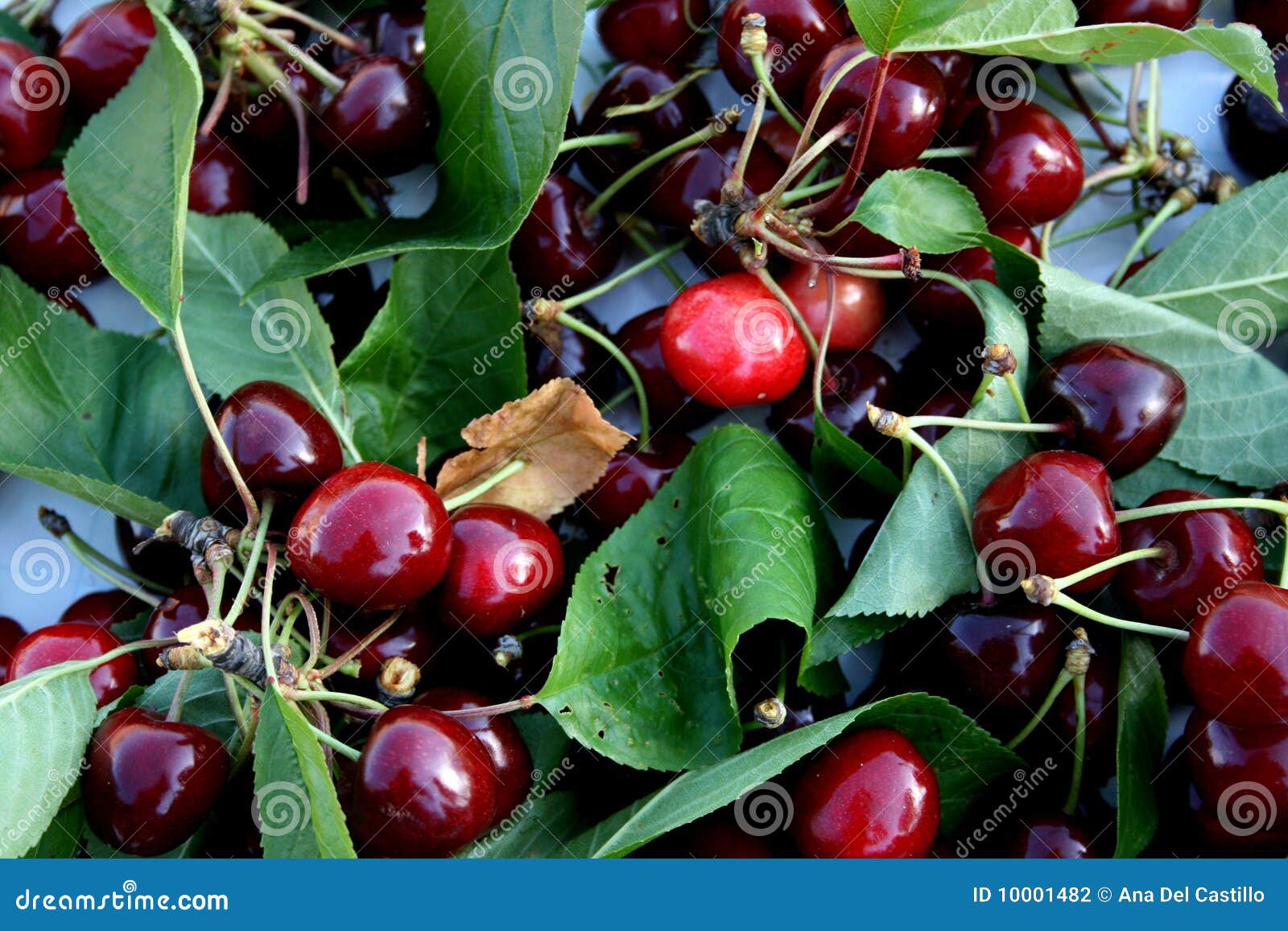 Ripe cherries stock photo. Image of cherries, mouth, drupes - 10001482