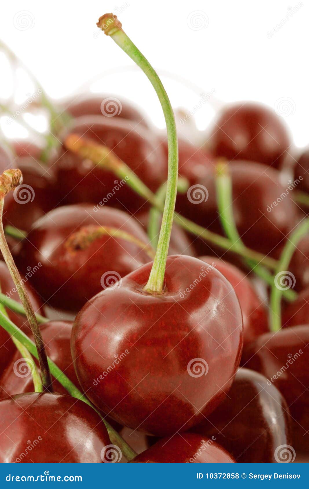 Ripe cherries stock photo. Image of dessert, bunch, sweet - 10372858