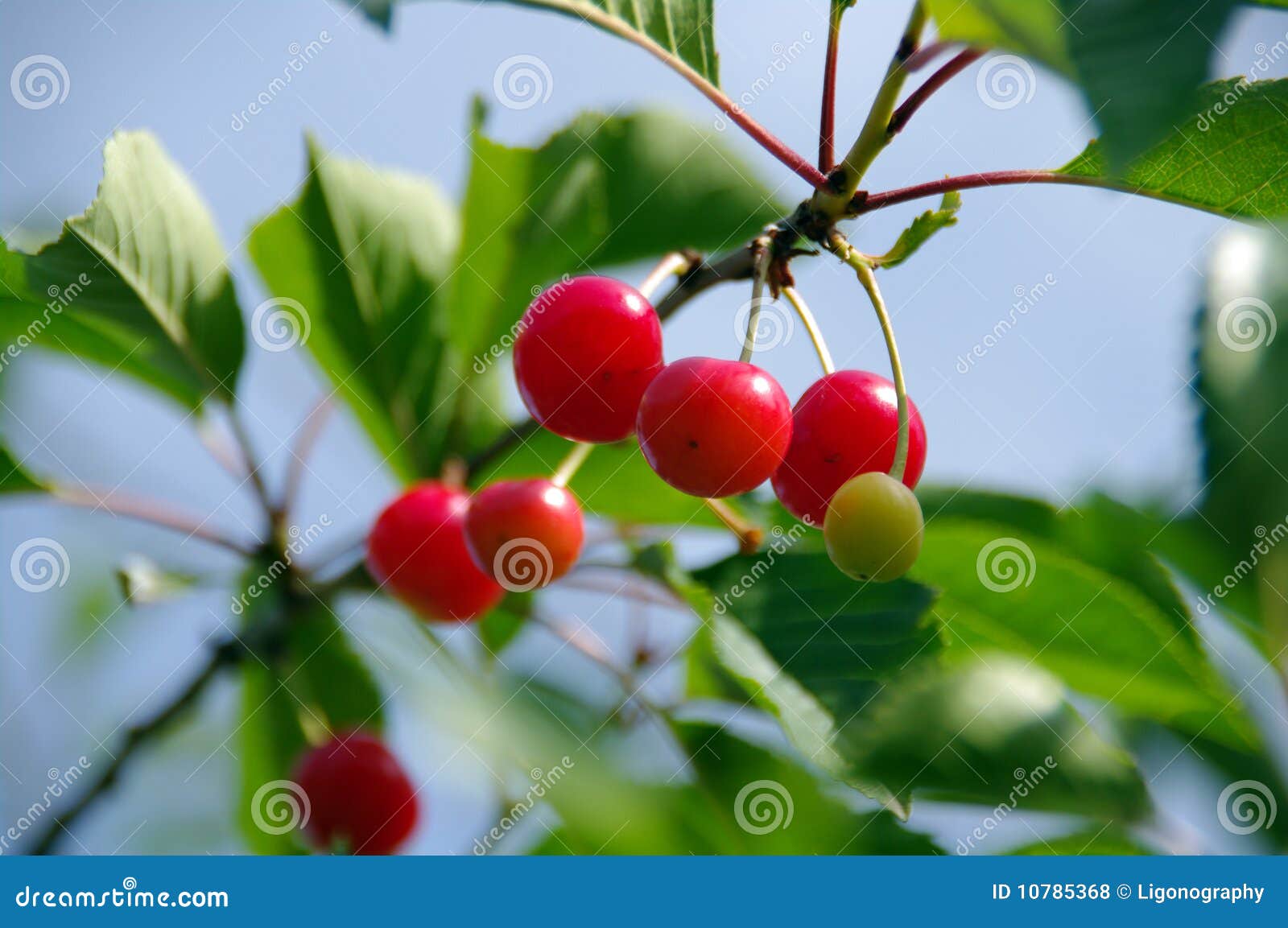 Ripe Cherries stock photo. Image of freshness, cultivated - 10785368