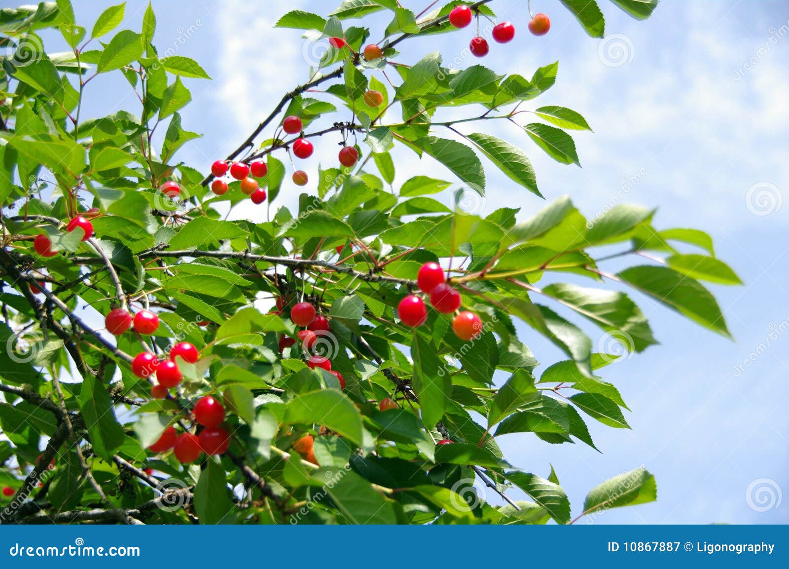 Ripe Cherries stock image. Image of curve, colored, healthy - 10867887