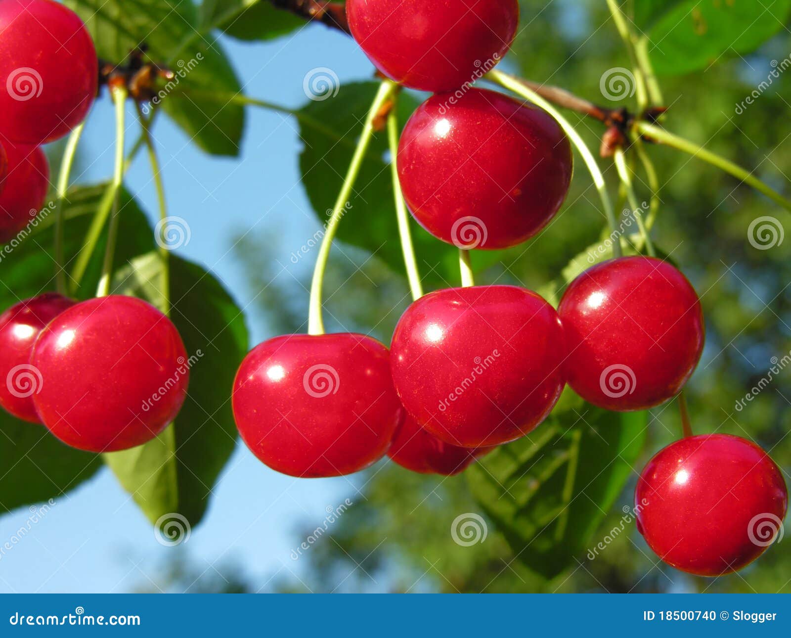 Ripe cherries stock photo. Image of cherries, food, green - 18500740