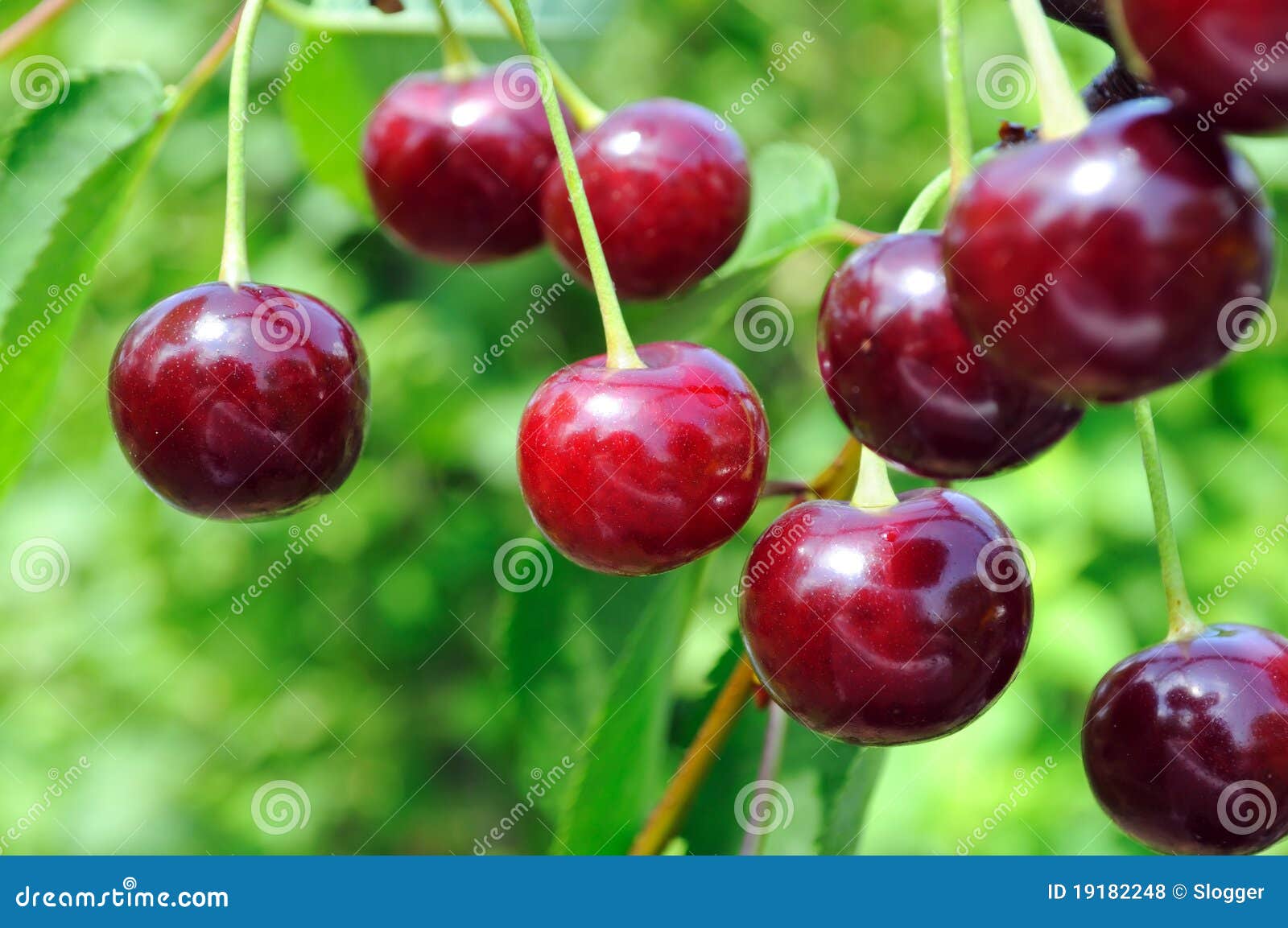 Ripe cherries stock photo. Image of branch, garden, orchard - 19182248