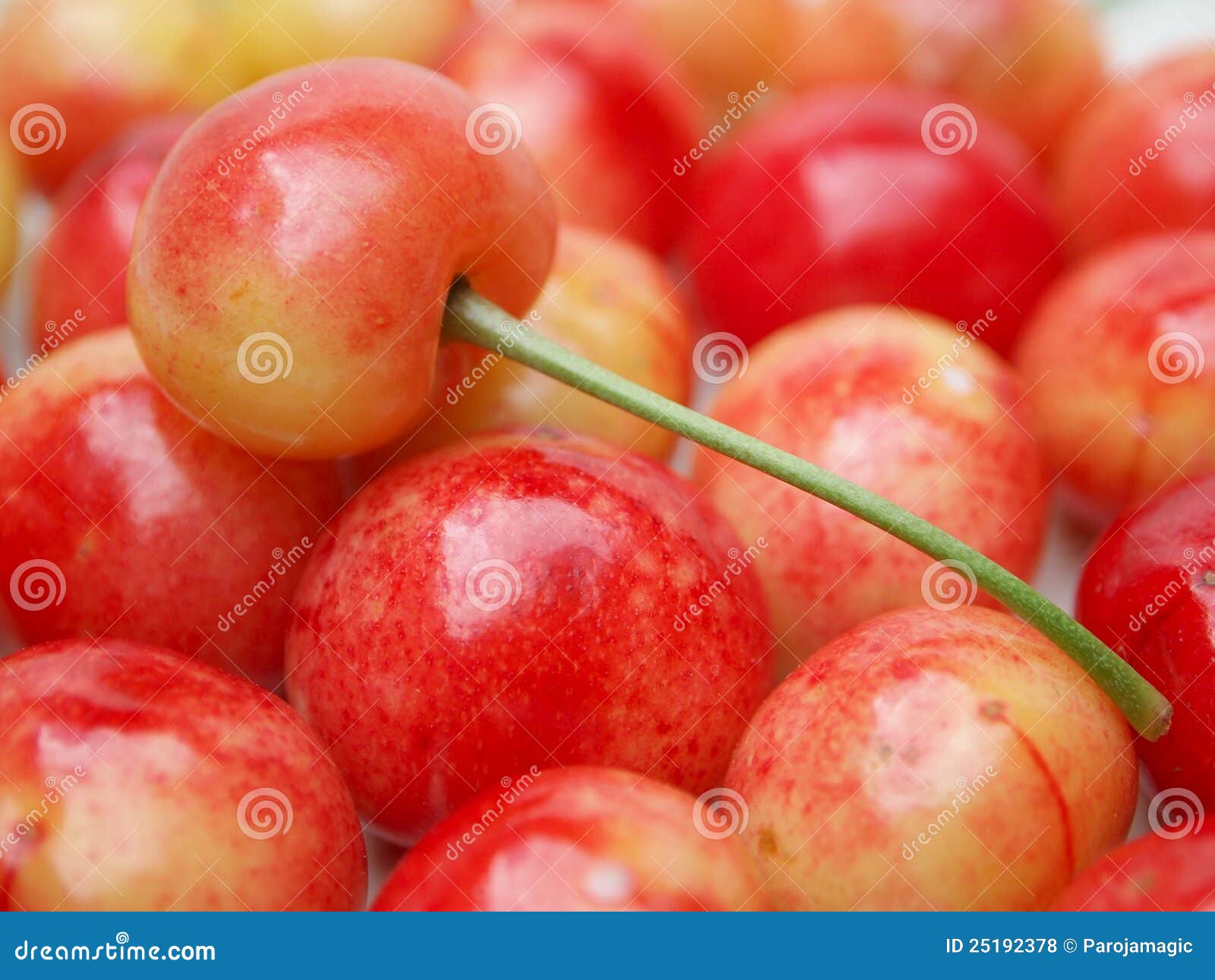 Ripe cherries stock photo. Image of frame, group, organic - 25192378