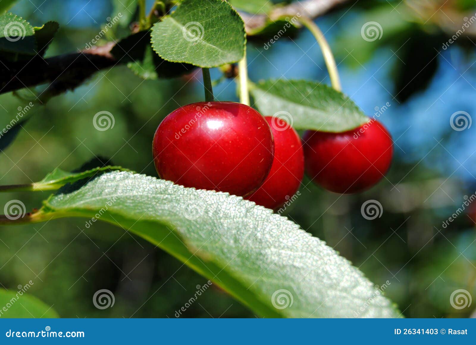 Ripe Cherries stock image. Image of agriculture, berry - 26341403